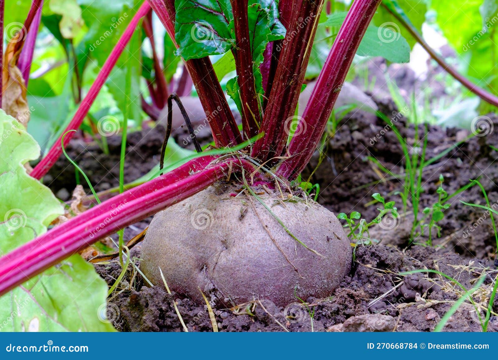Beetroot. a Root Vegetable in the Ground Stock Photo - Image of diet ...