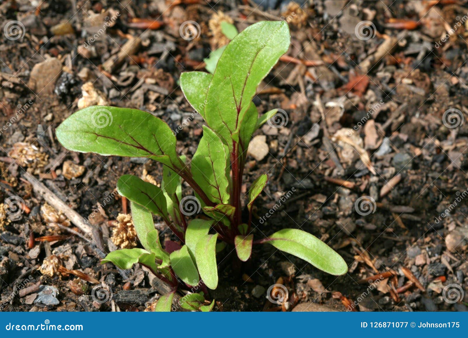 Beetroot Seedling Growing in a Vegetable Plot Stock Image - Image of ...