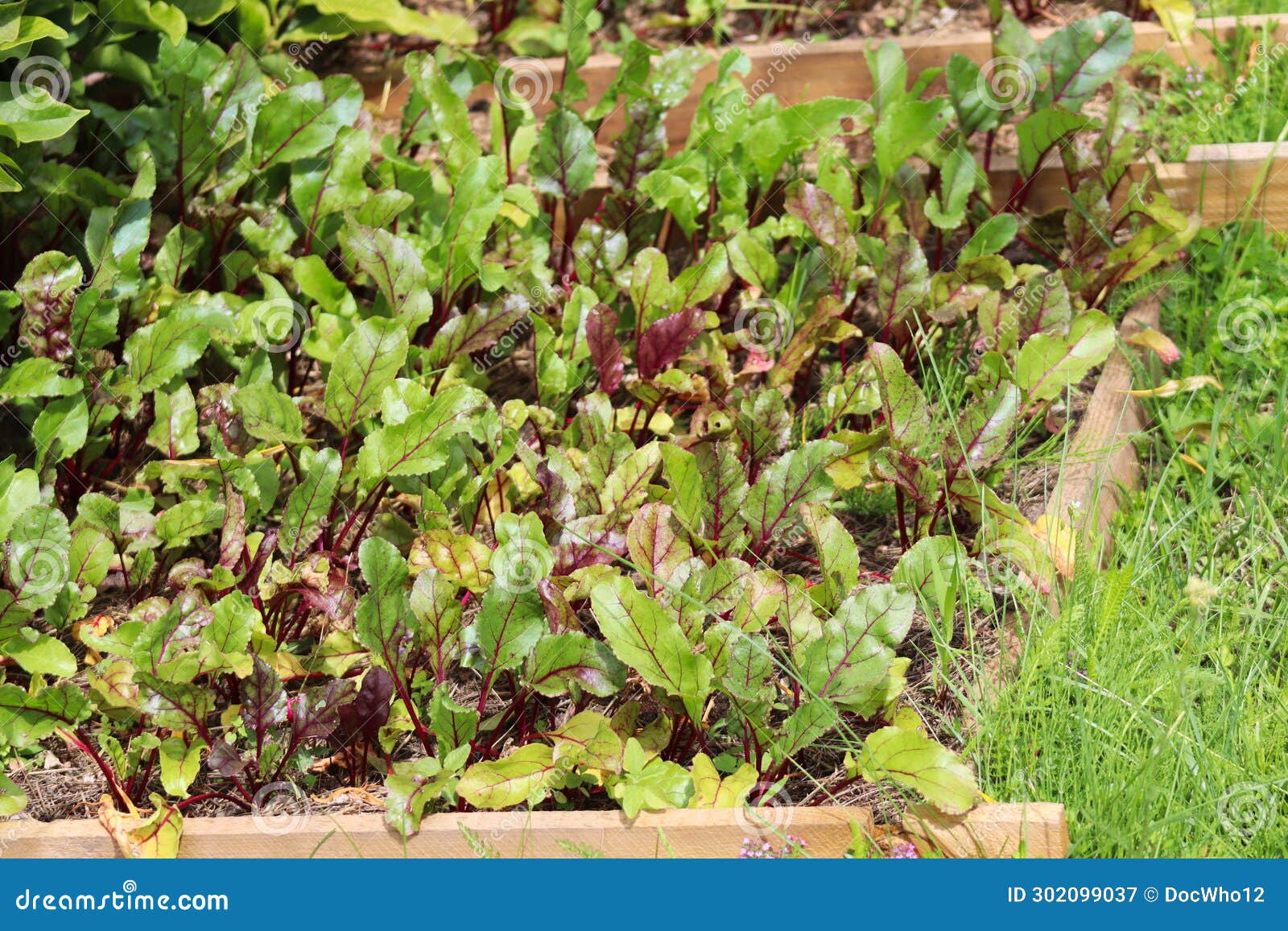 Beetroot Seedlings Grow on a Bed Made of Boards. a Vegetable Patch in ...