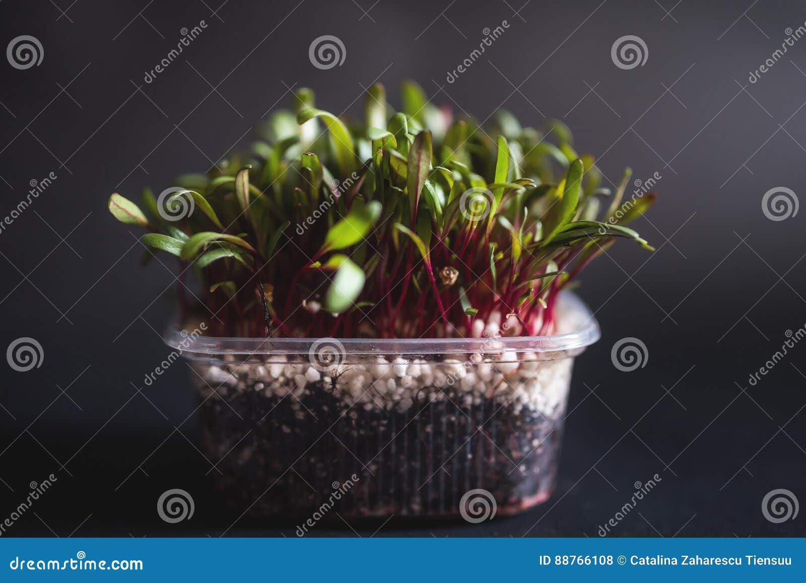 Beetroot seedlings stock photo. Image of mung, acids - 88766108