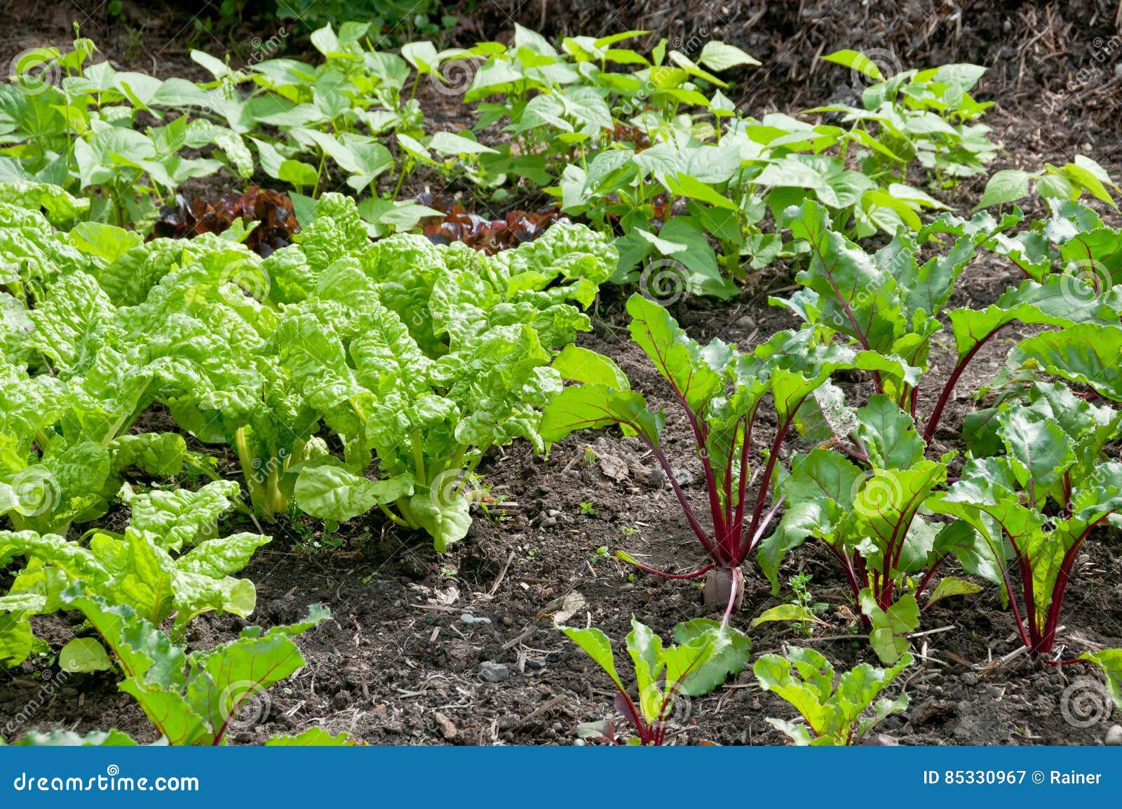 Beetroot and Spinach Plants on a Patch Stock Image - Image of lettuce ...