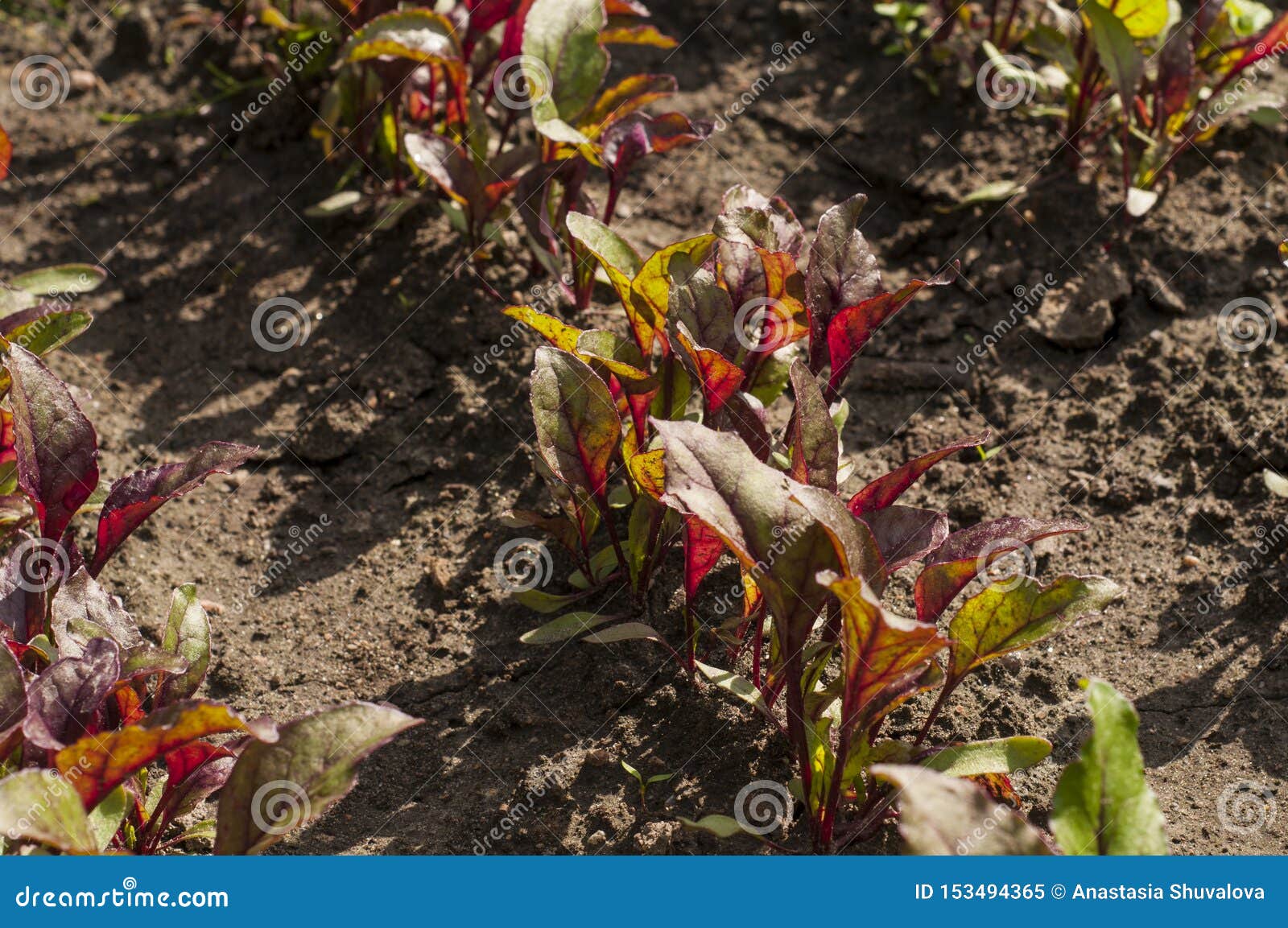 Beetroot Sprouts on the Garden Bed. Kitchen-garden. Harvest Stock Image ...