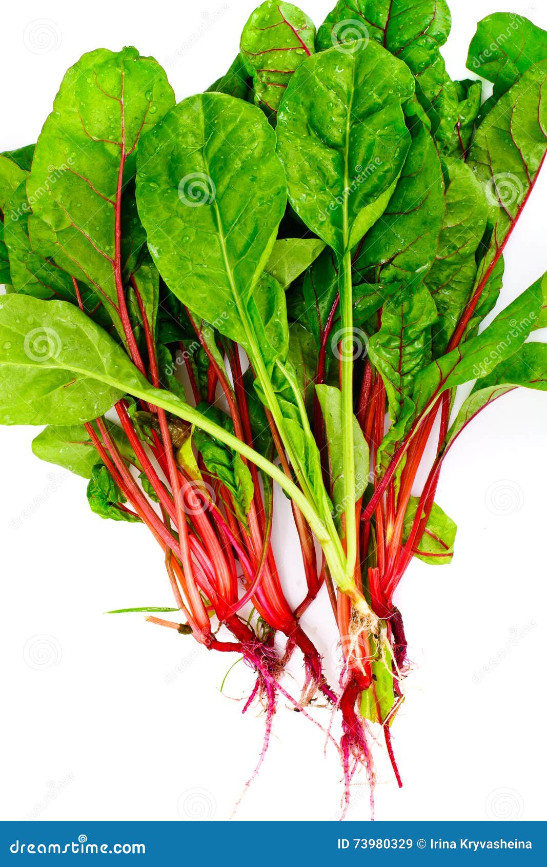 Beetroot Swiss Chard on a White Background Stock Image - Image of ...