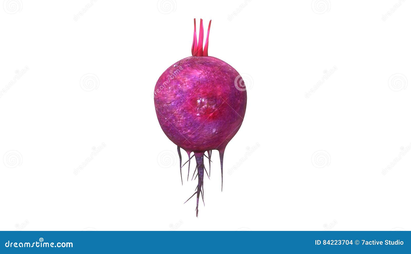 The Beetroot Is The Taproot Portion Of A Beet Plant Stock Image ...