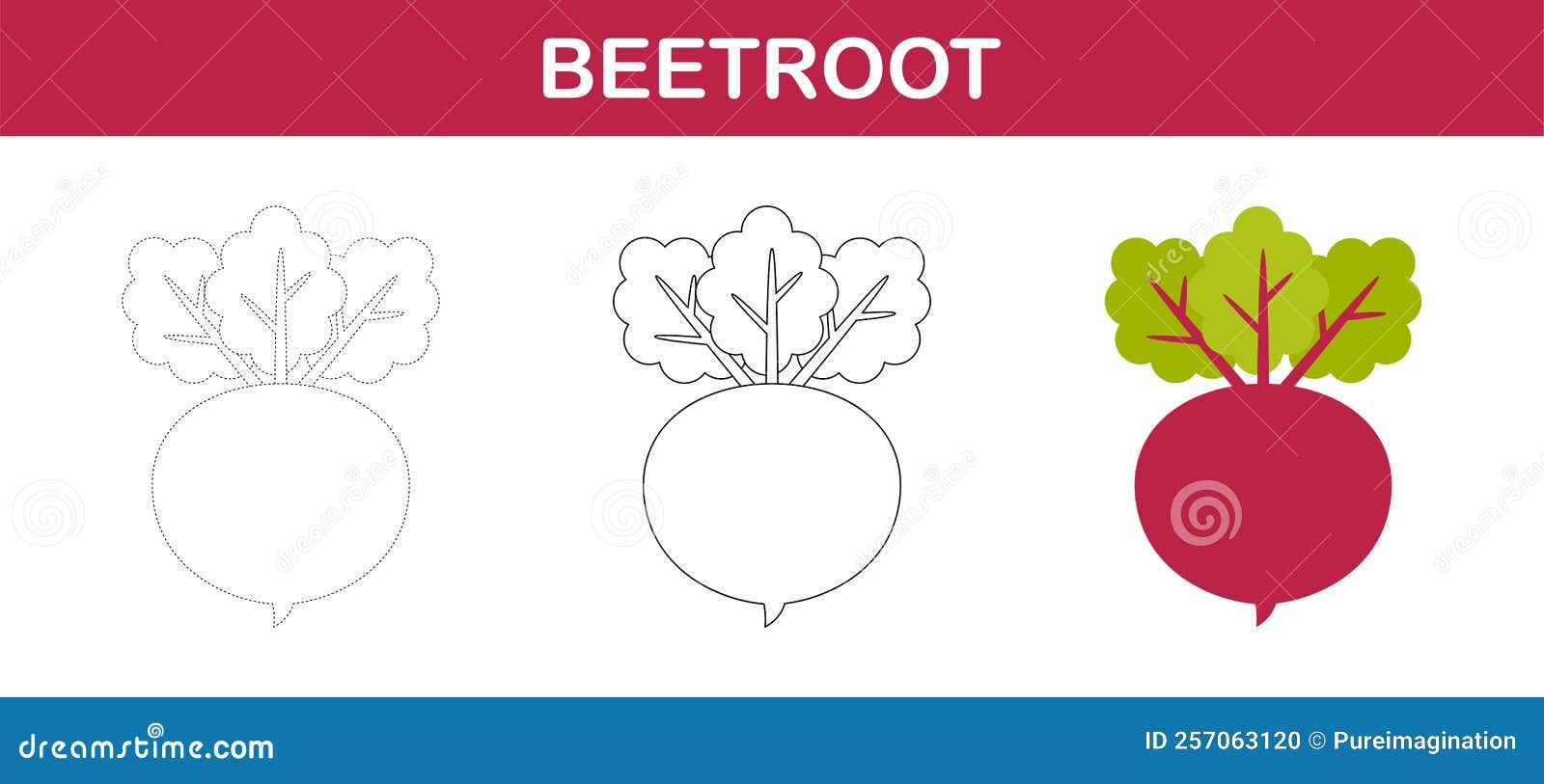 Beetroot Tracing and Coloring Worksheet for Kids Stock Vector ...