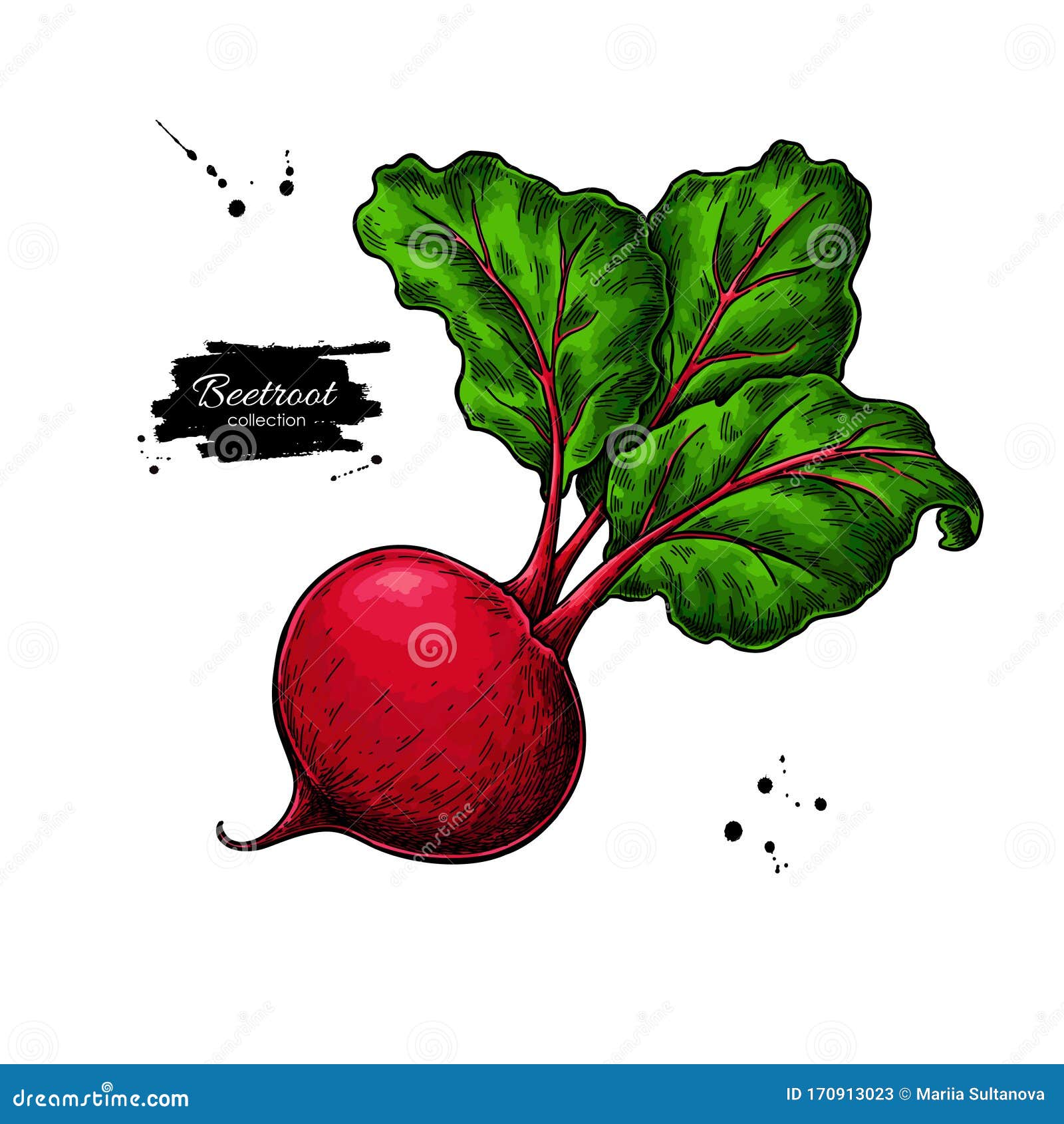 Beetroot Vector Illustration Isolated On White, Healthy Food ... Beetroot Vector Illustration Isolated On White, Healthy Food ...