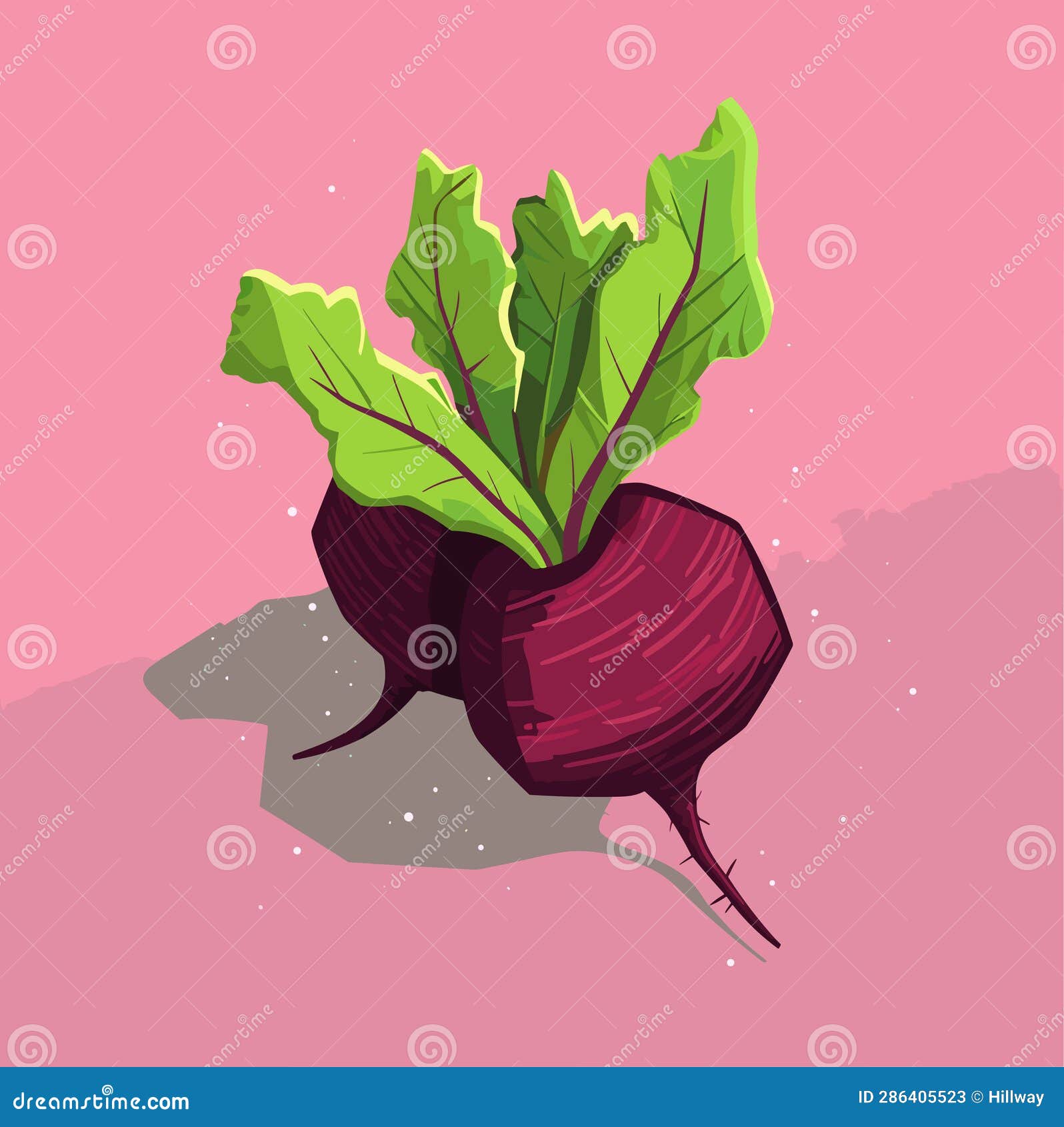 Beetroot Vector Illustration with Green Leaves on Neutral Background ...