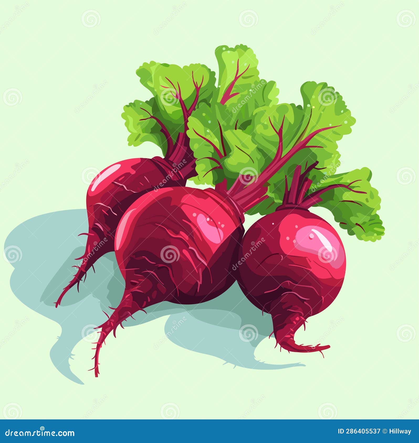 Beetroot Vector Illustration with Green Leaves on Neutral Background ...