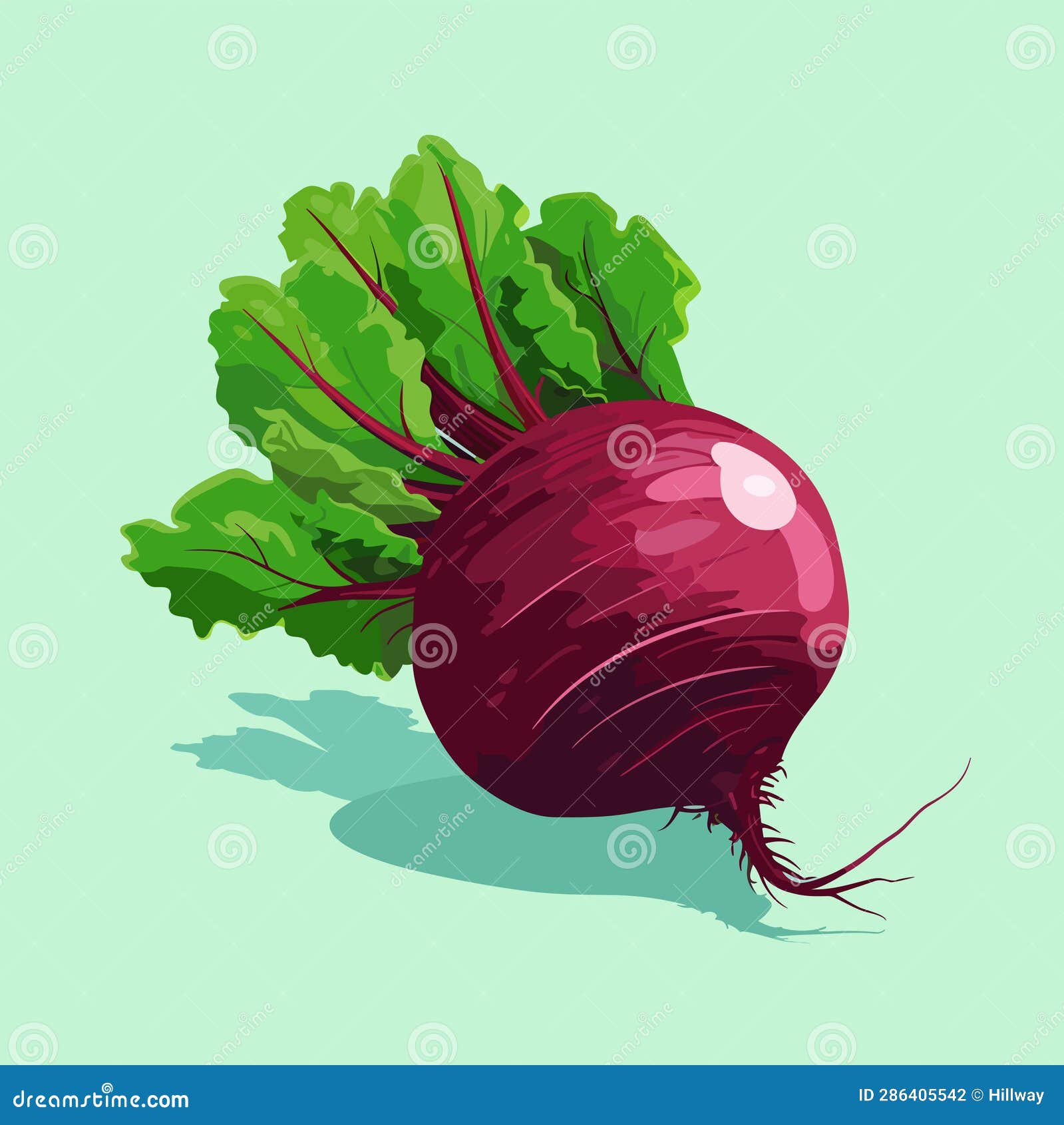 Beetroot Vector Illustration with Green Leaves on Neutral Background ...