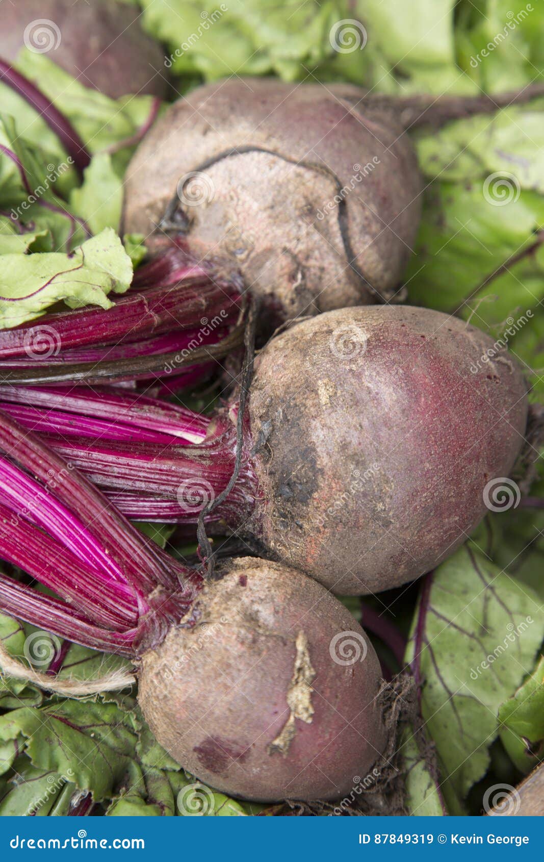 Beetroot Vegetable Background Stock Image - Image of food, background ...