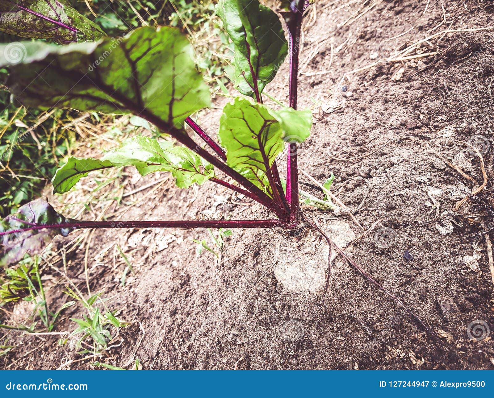 Beetroot in the Vegetable Garden Stock Image - Image of ripe ...