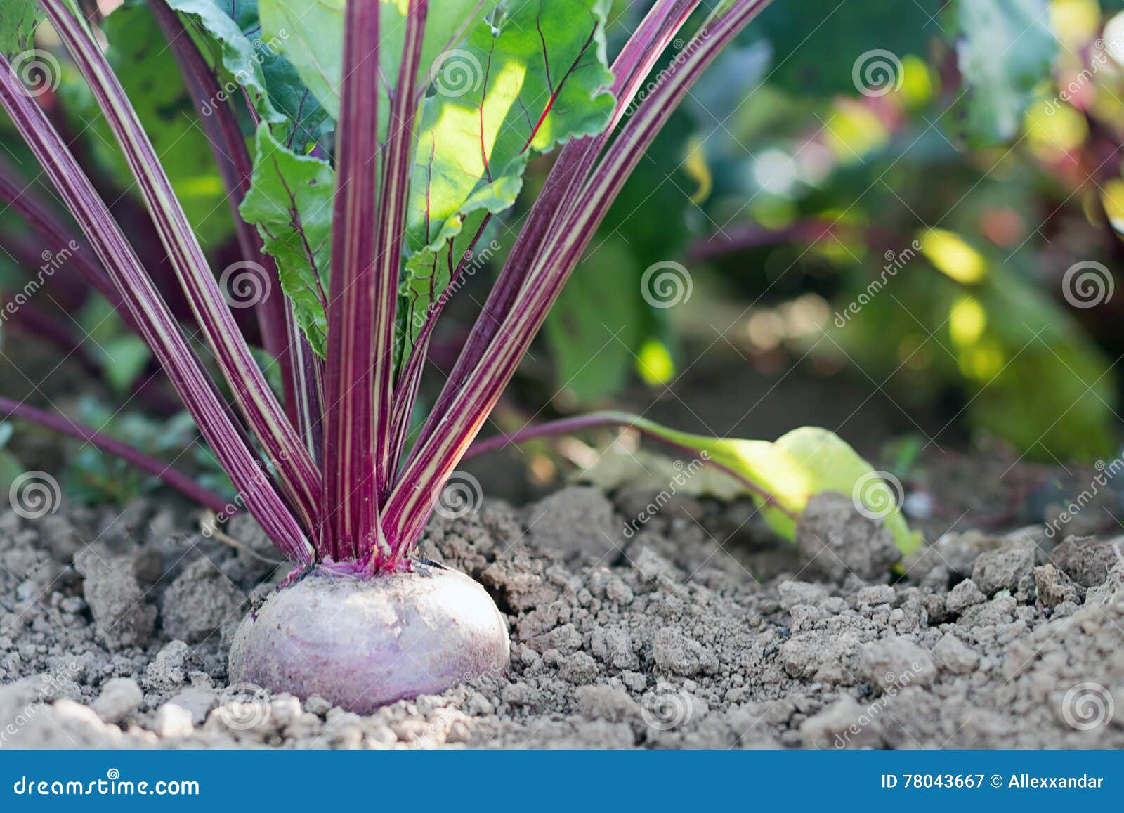 Beetroot in a Vegetable Garden. Growing Beetroot Stock Image - Image of ...