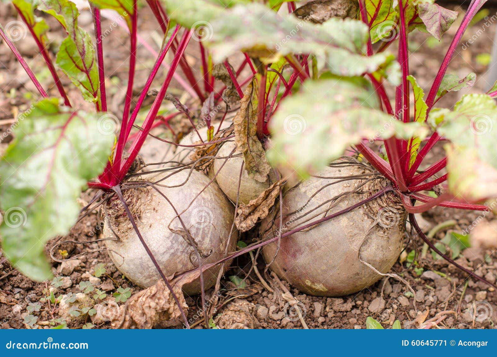 Beetroot. stock image. Image of fresh, plant, food, nature - 60645771