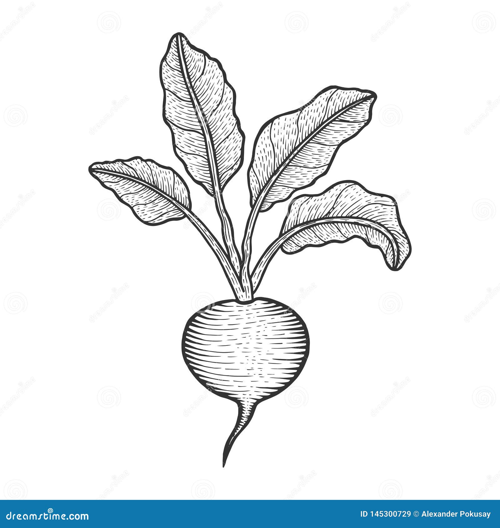 Beetroot Vegetable Sketch Engraving Vector Stock Vector - Illustration ...