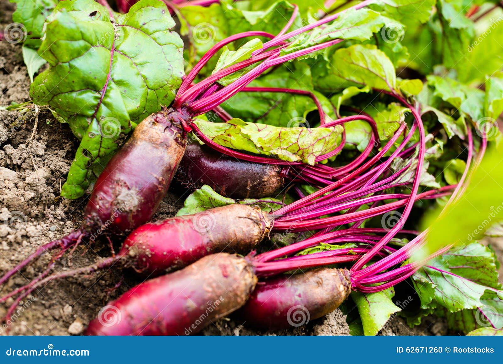 Beetroots on the ground stock photo. Image of long, garden - 62671260