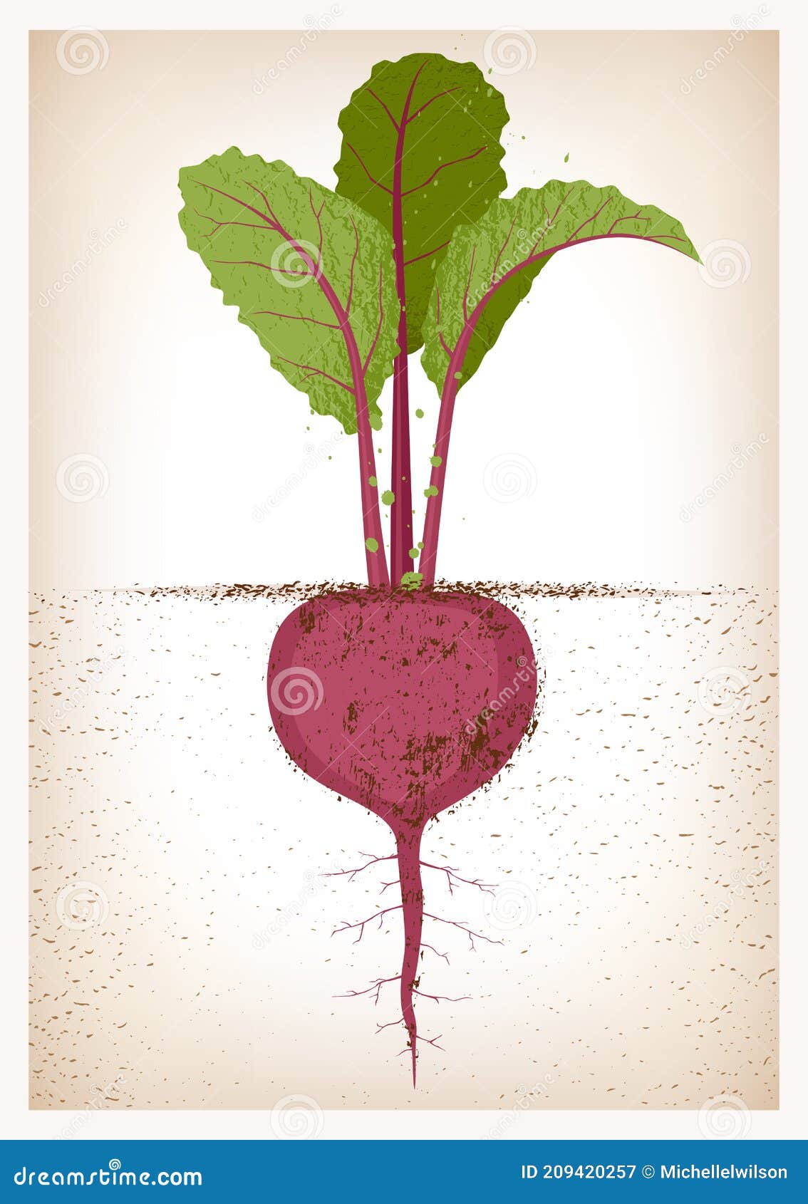 Beet in Soil stock vector. Illustration of texture, growing - 209420257