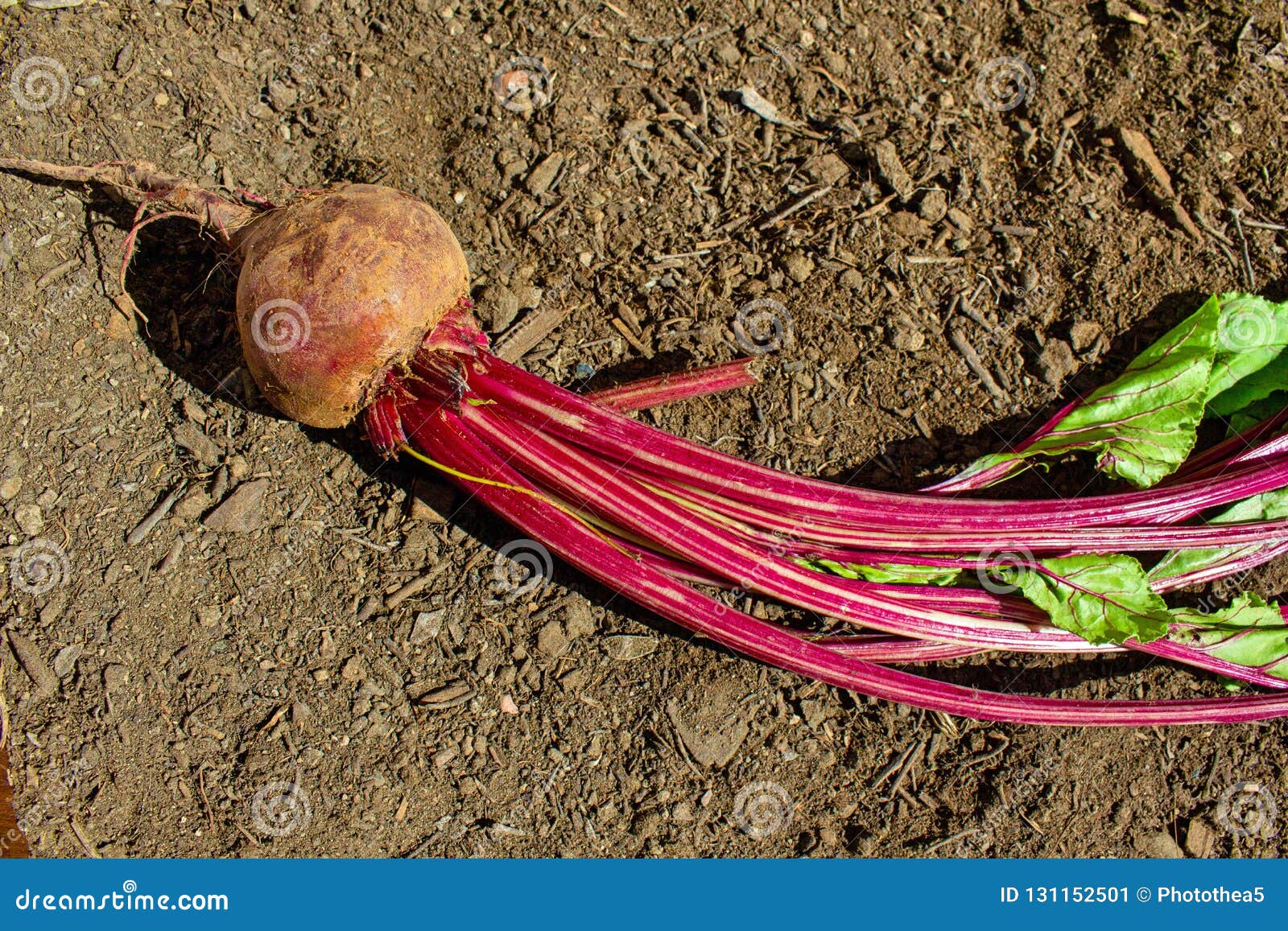 Beetroots in soil stock image. Image of ground, fall - 131152501