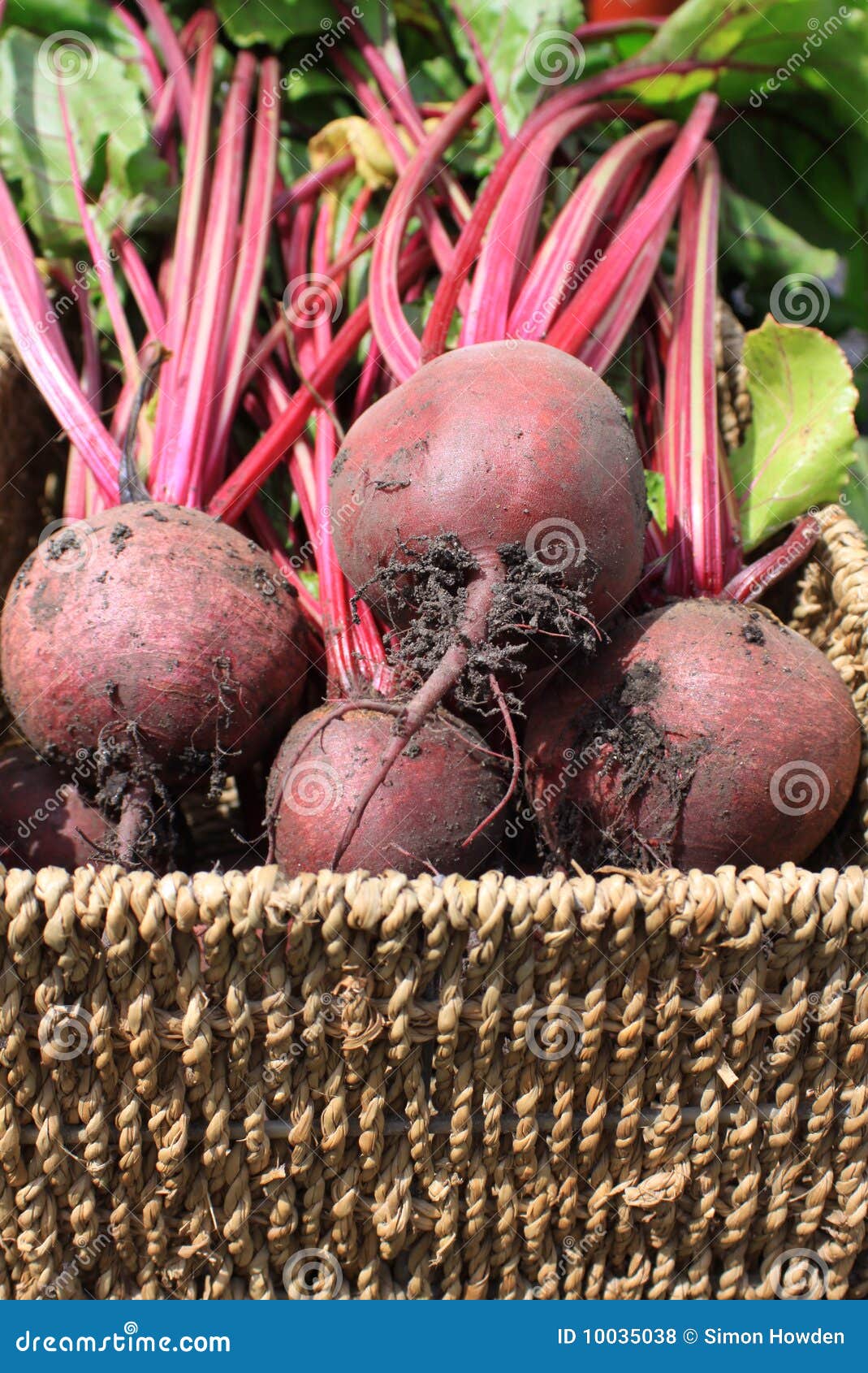 Beetrot in a Basket stock photo. Image of healthy, growth - 10035038