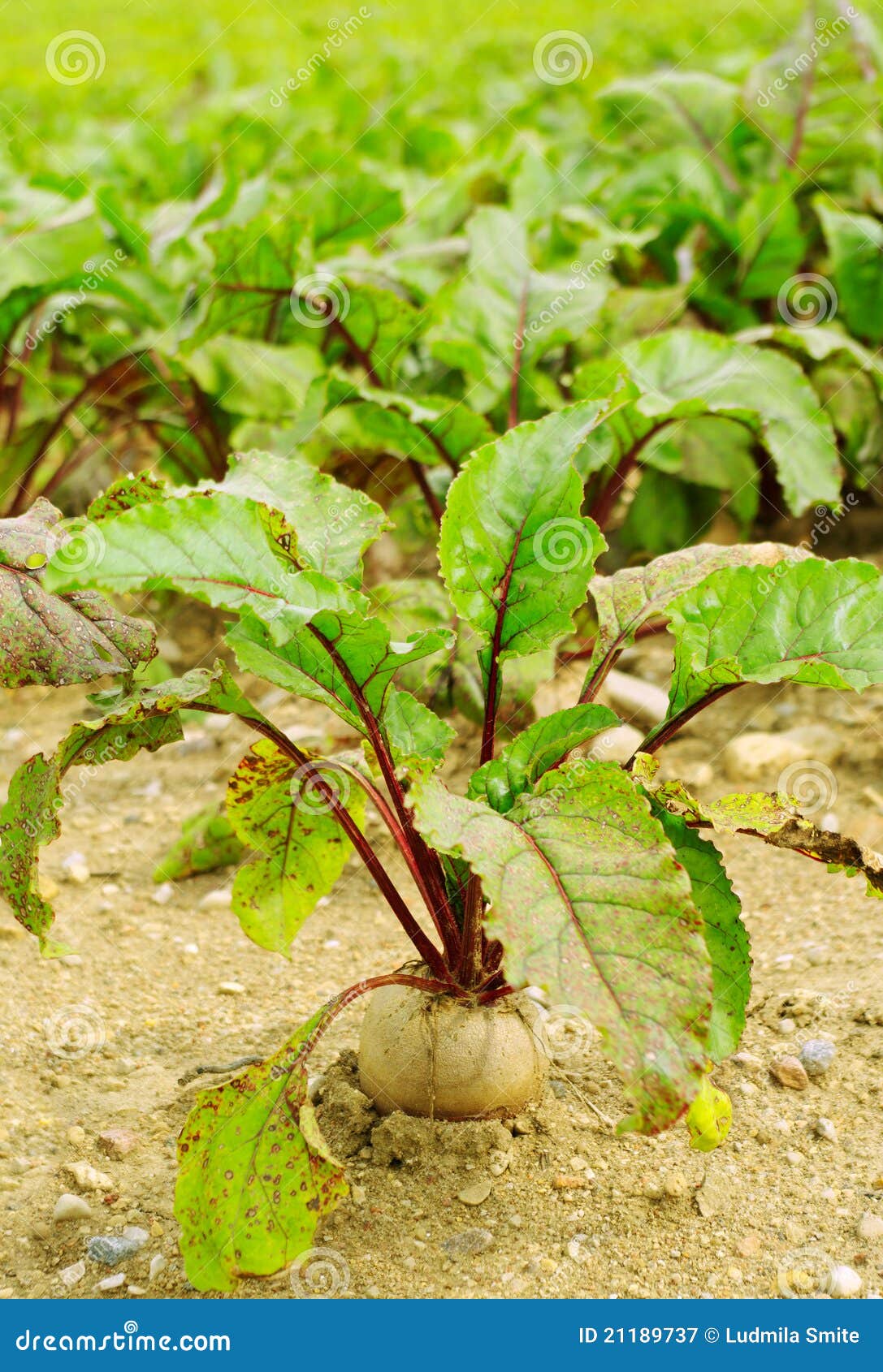 Beets. stock image. Image of growth, agriculture, farmland - 21189737