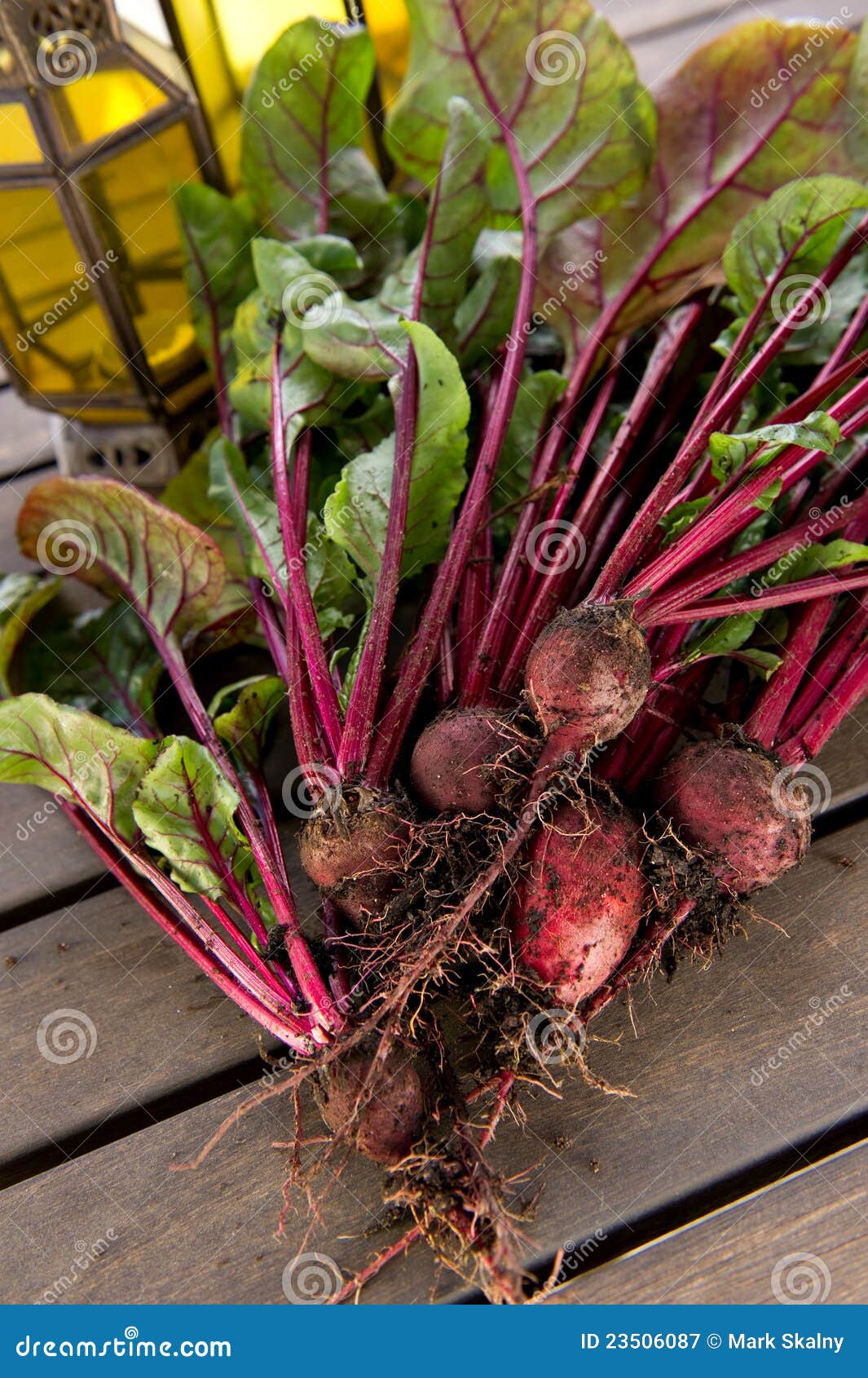 Beets stock image. Image of field, gather, bunch, healthy - 23506087