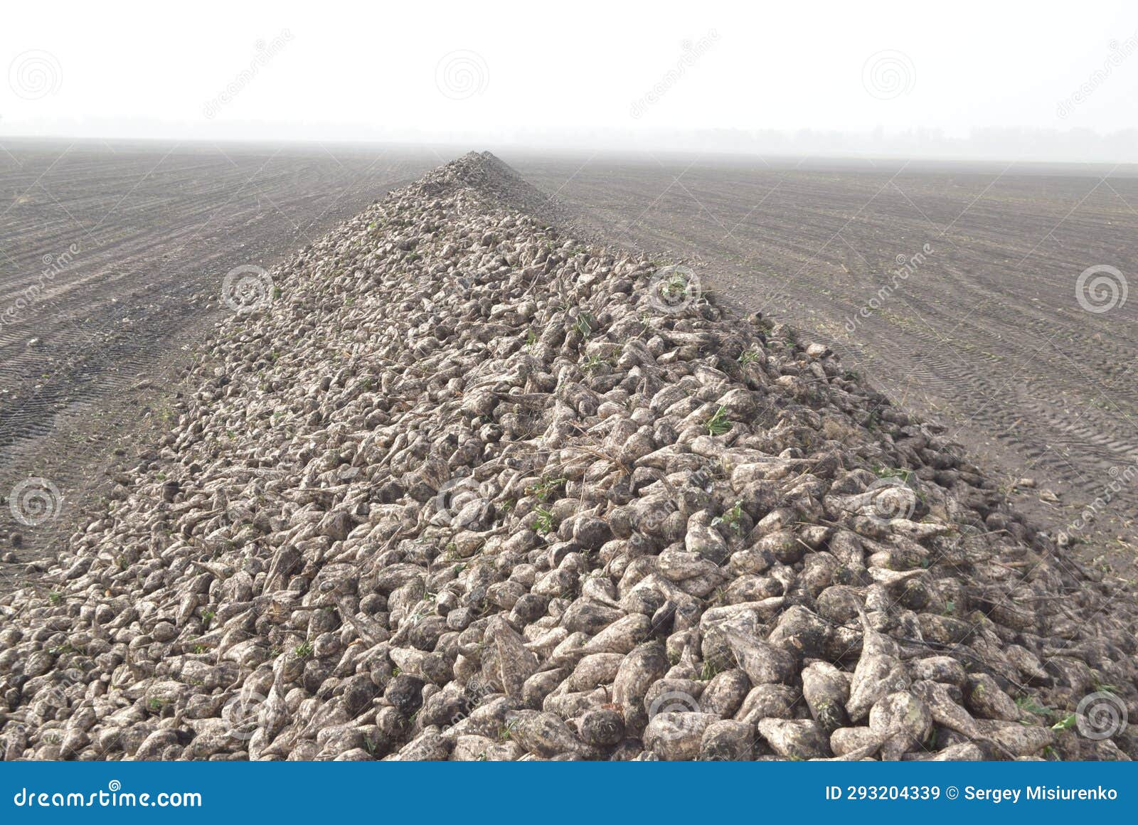 Kagat Stock Photos - Free & Royalty-Free Stock Photos from Dreamstime