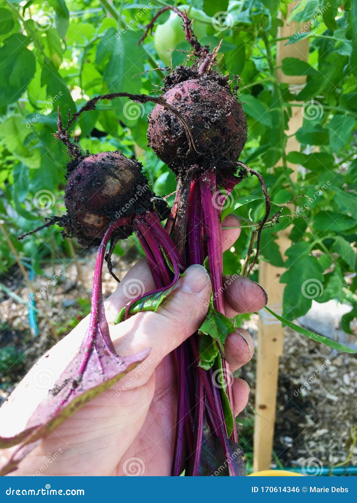 Beets Freshly Harvested from the Garden Stock Photo - Image of ...