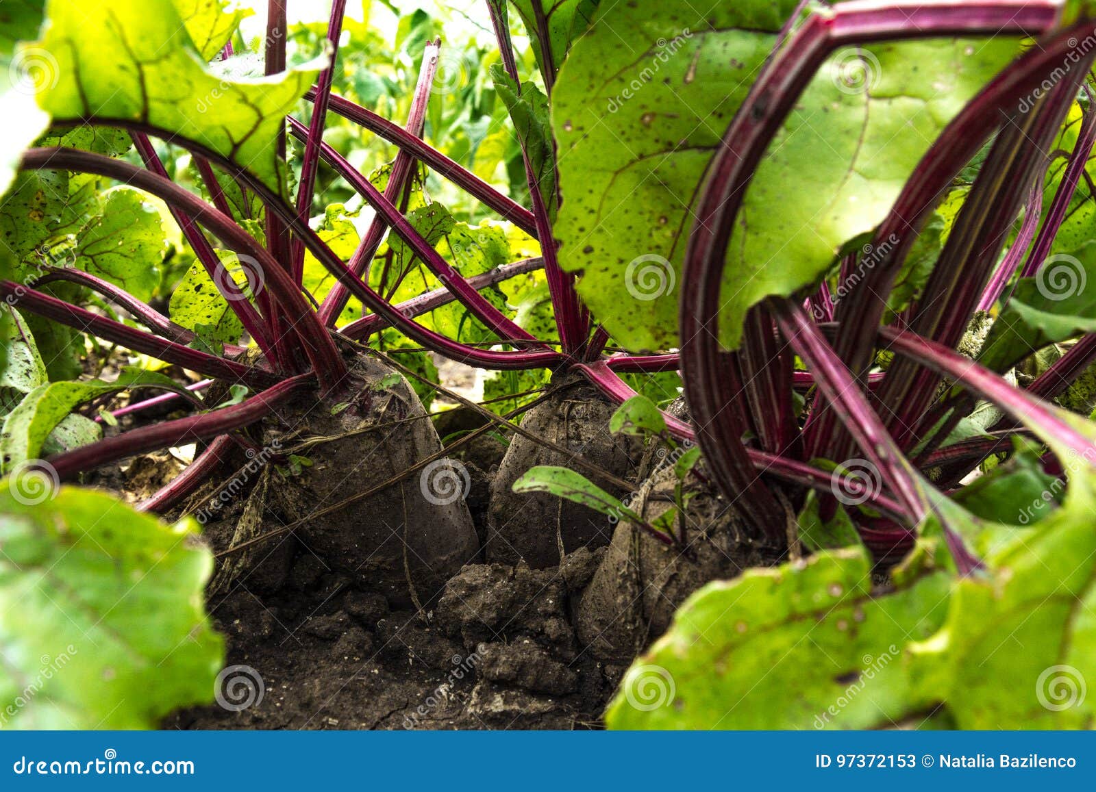Beets in the ground stock image. Image of growing, organic - 97372153