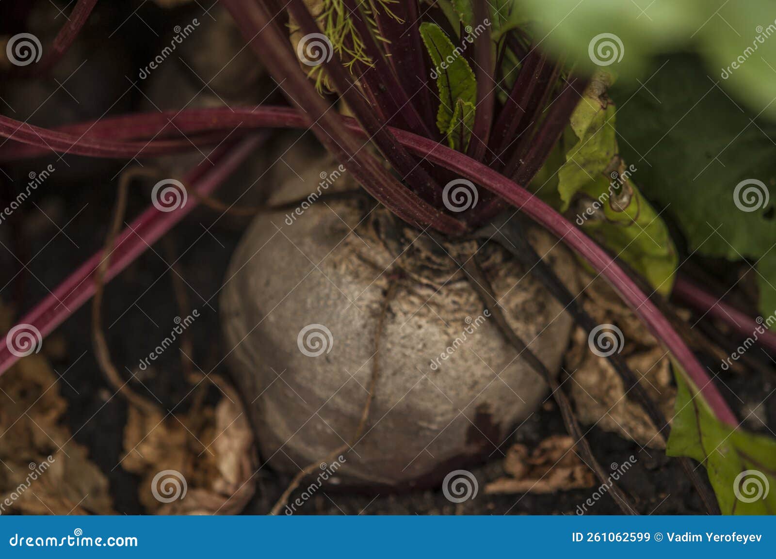 Fresh Beetroot Grows in the Ground Stock Image - Image of environment ...
