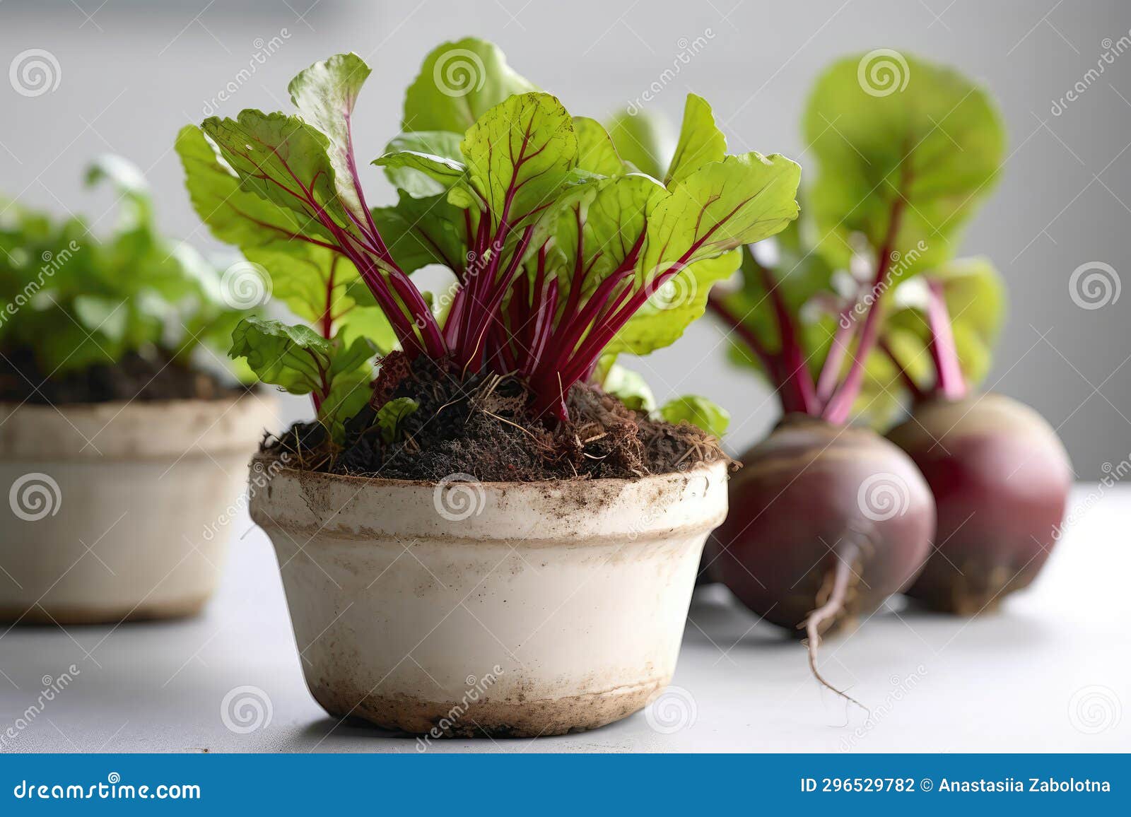 Beets Growing in White Pot on White Background. Generative AI Stock ...