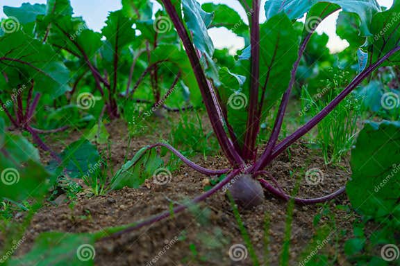 Beets ready stock image. Image of nutrition, gardening - 276001241