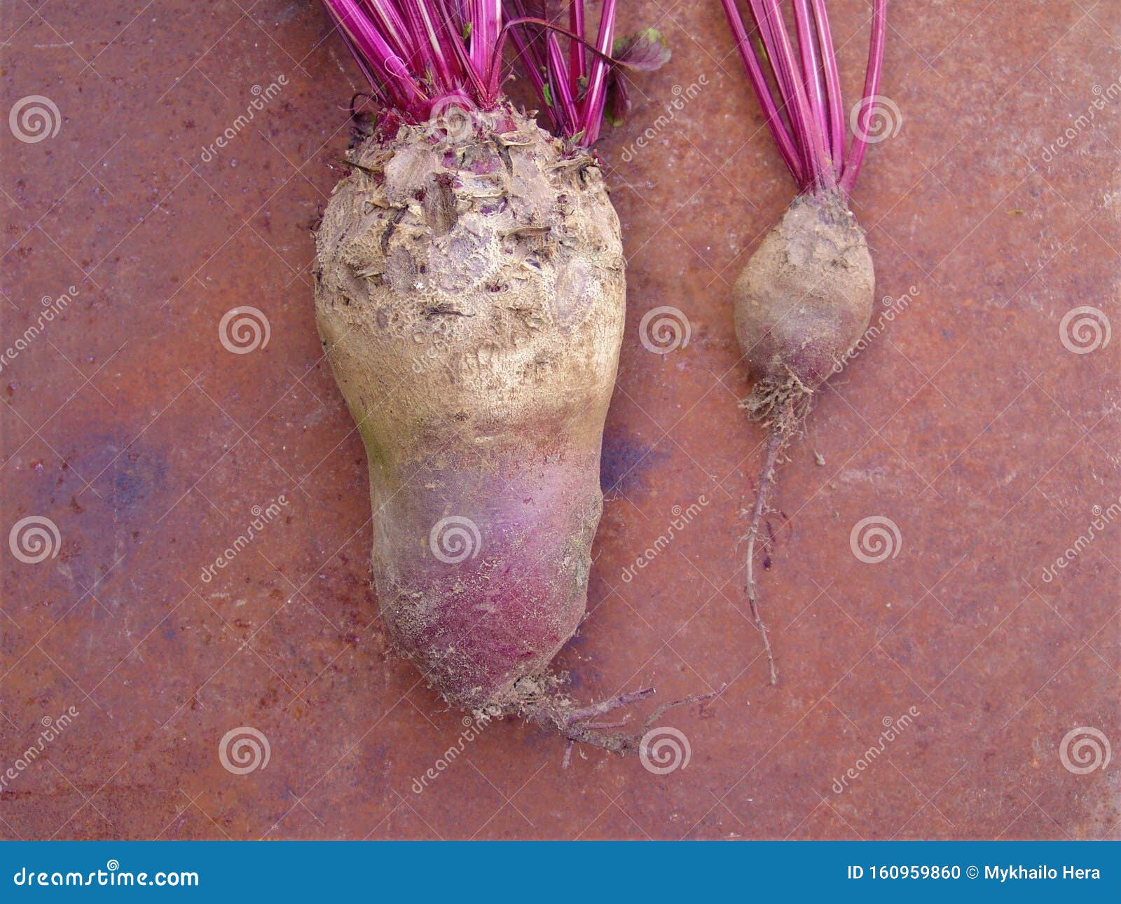 Beets red big and small stock photo. Image of blue, fibre - 160959860
