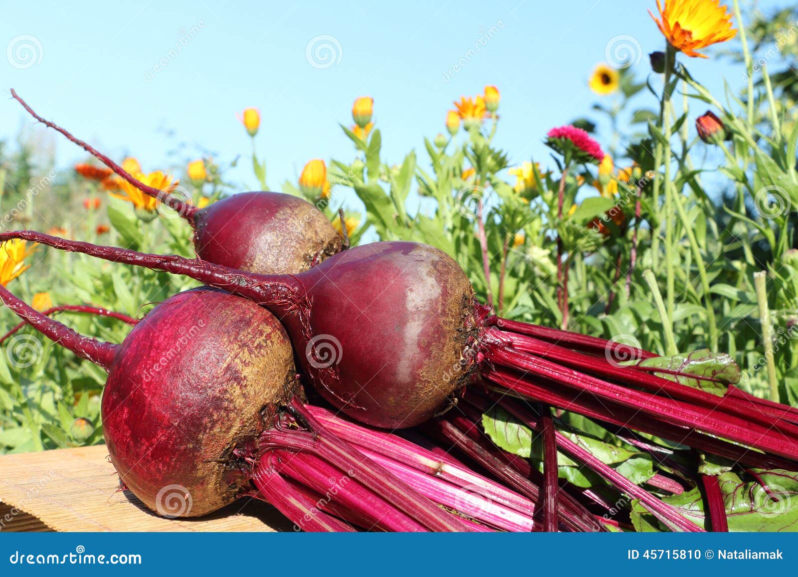 Beets stock photo. Image of food, harvest, flowers, round - 45715810