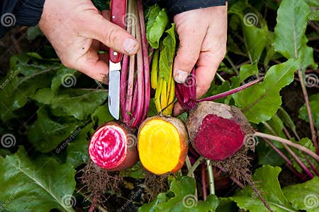 Beets of various colors stock image. Image of beets, hands - 15961817