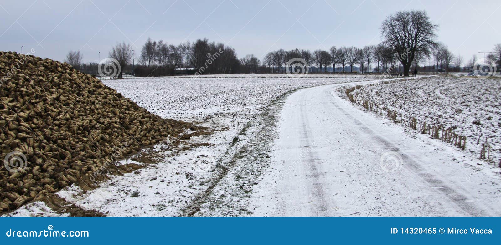 Beets in the winter stock image. Image of path, nature - 14320465