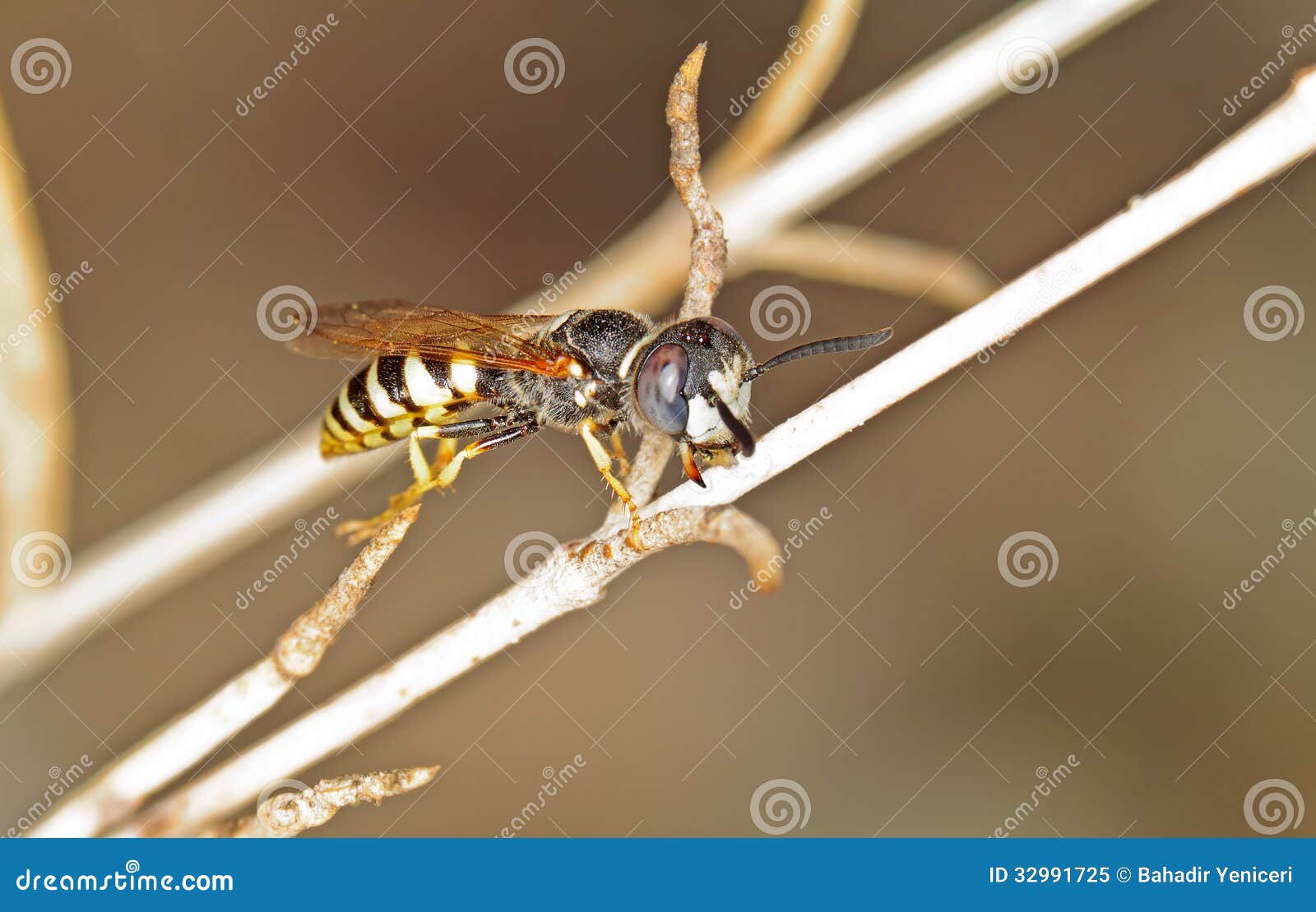 Beewolf Wasp stock image. Image of animal, european, insect - 32991725