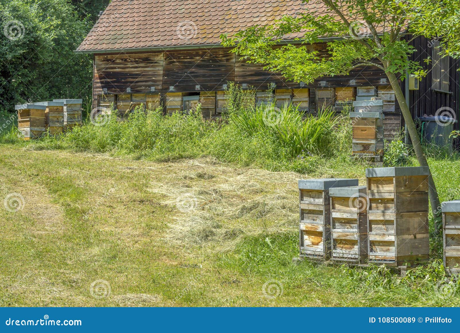 Beeyard with apiaries stock image. Image of colony, honey - 108500089
