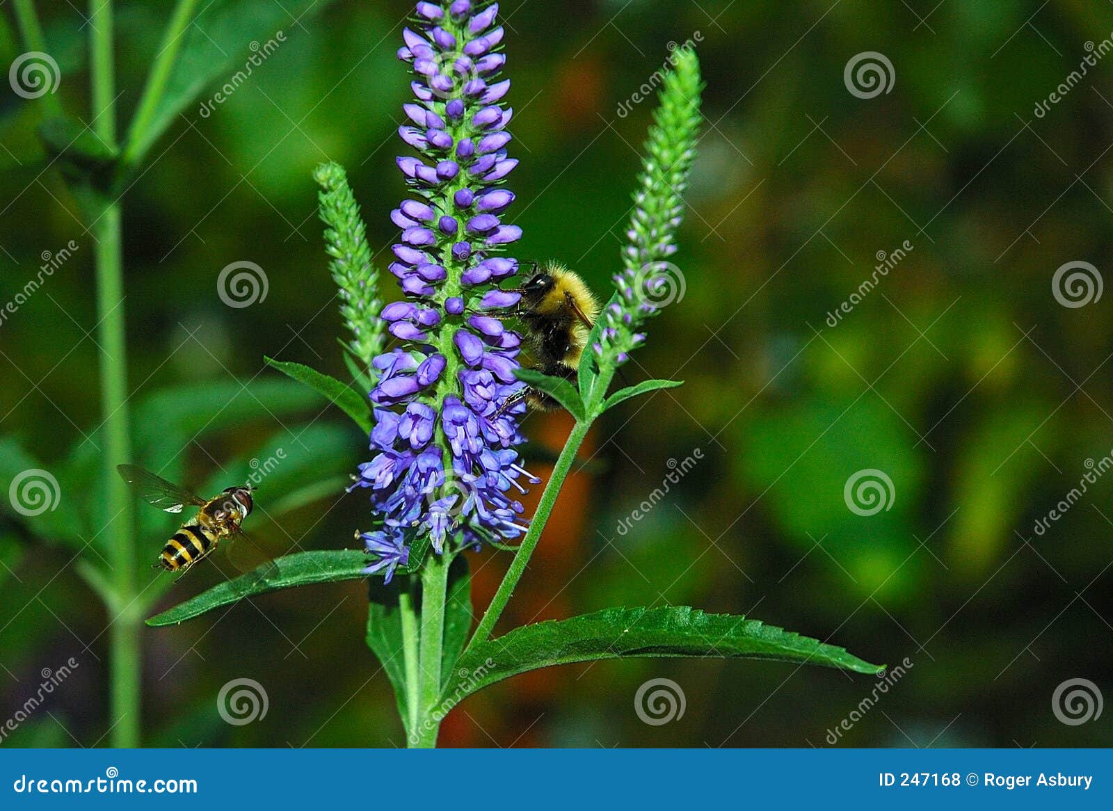 Beez Picture. Image: 247168