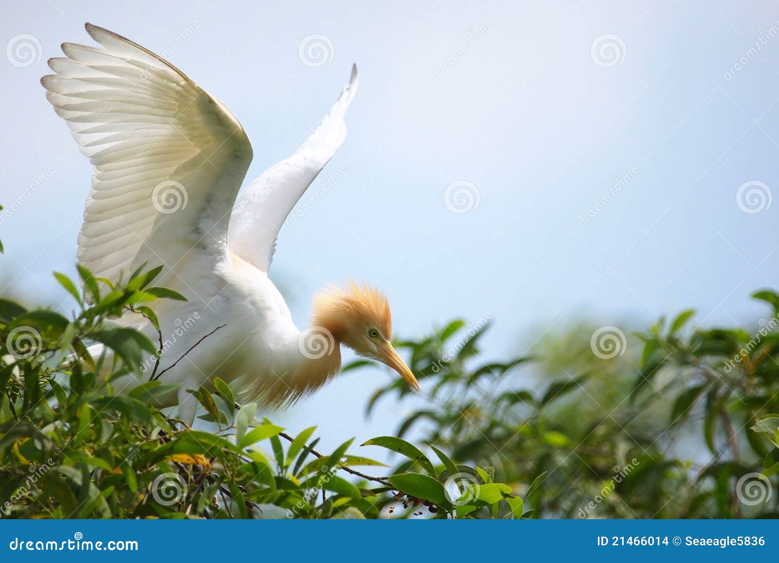 Befor Flit stock photo. Image of outdoor, wilderness - 21466014