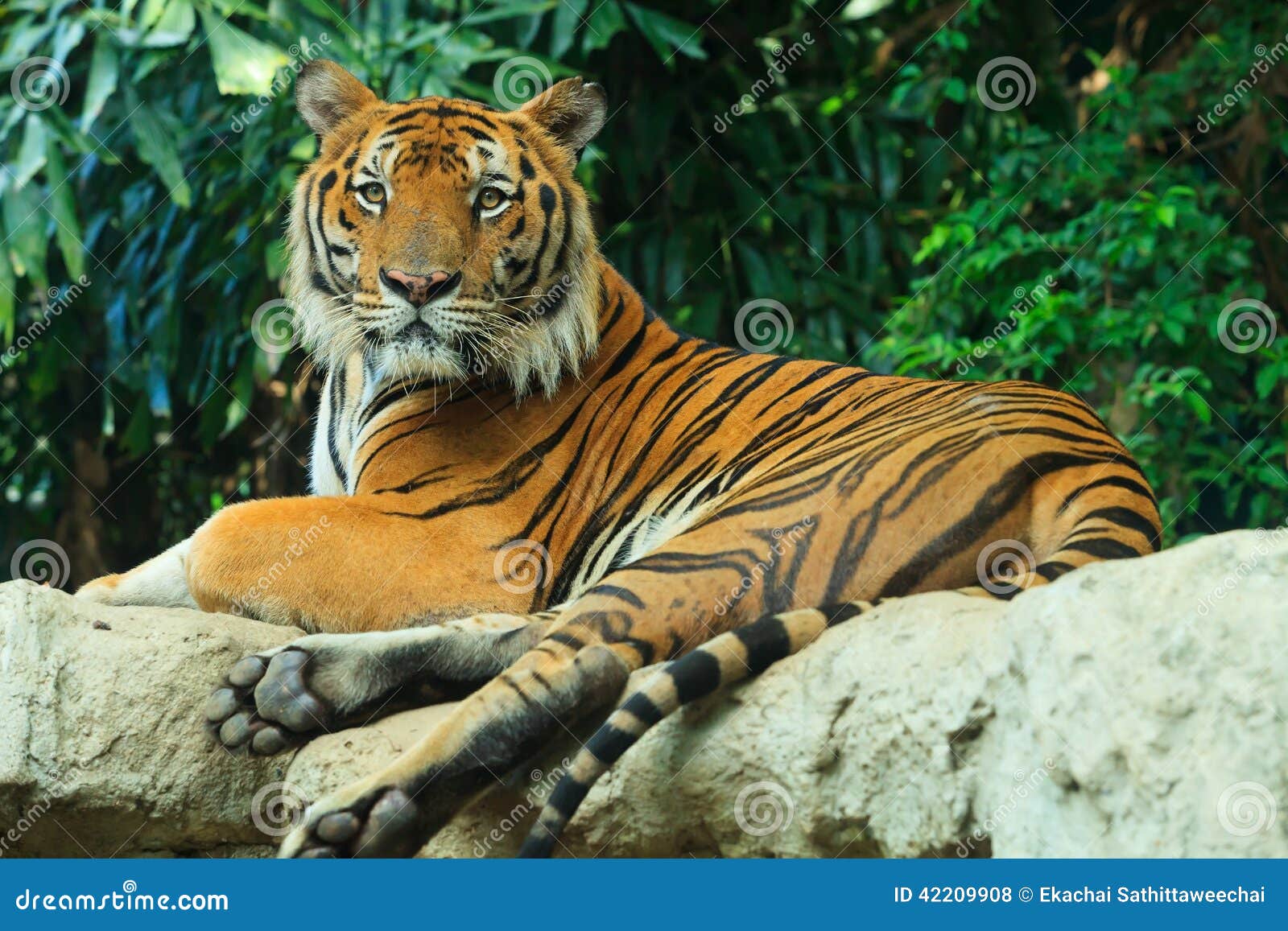 Begal Tiger lay on rock stock photo. Image of habitat - 42209908