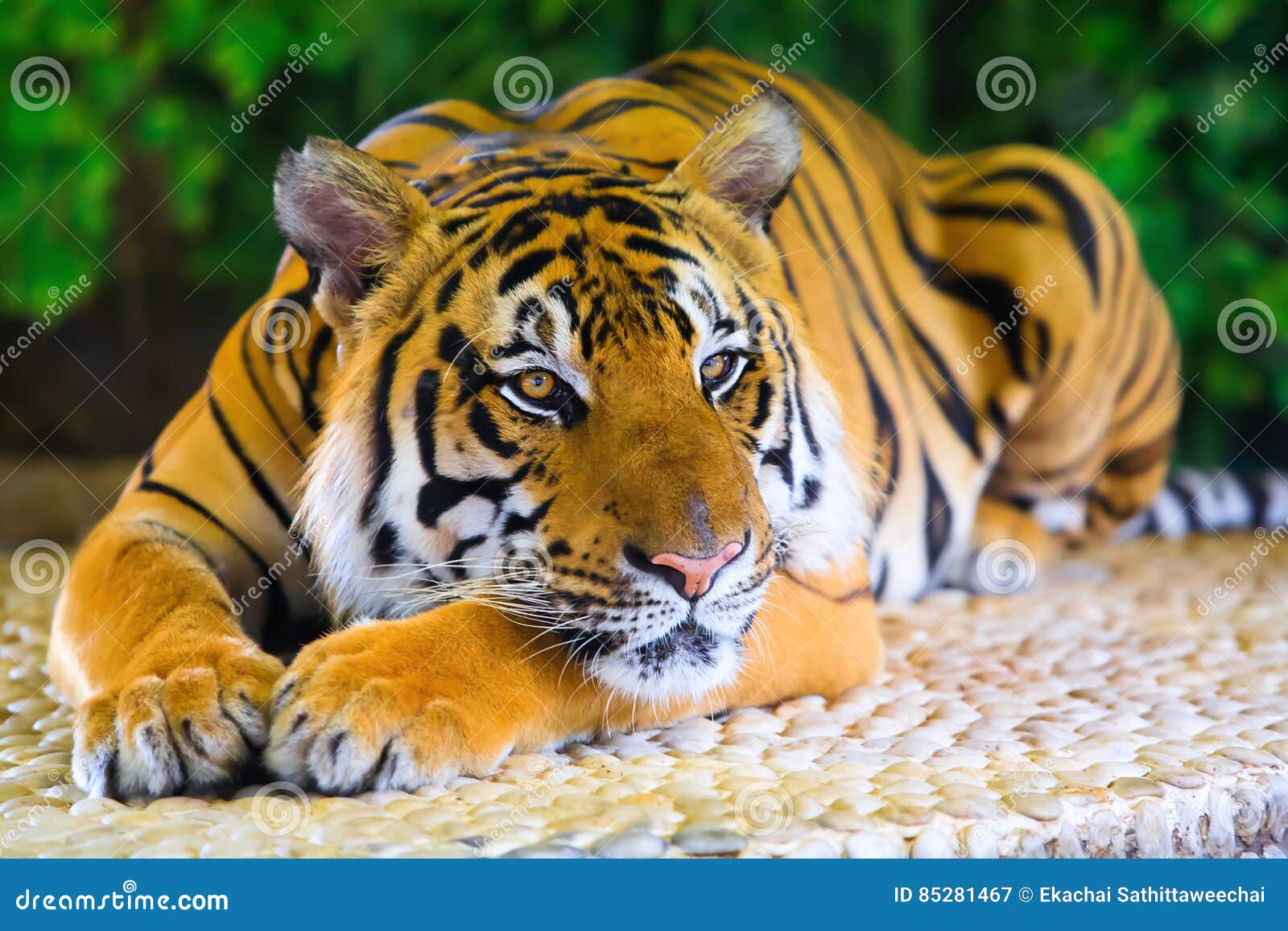 Begal Tiger lay on rock stock image. Image of nature - 85281467