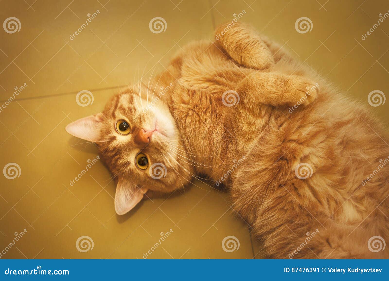Beggar Cat stock image. Image of barbel, favorite, catus - 87476391