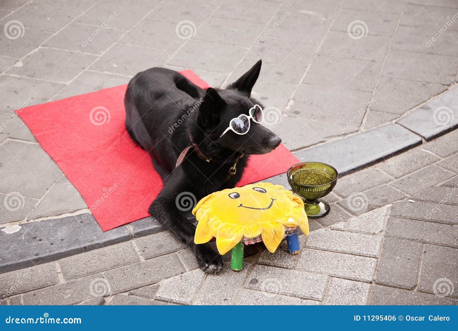 Beggar dog stock photo. Image of sidewalk, sunglasses - 11295406