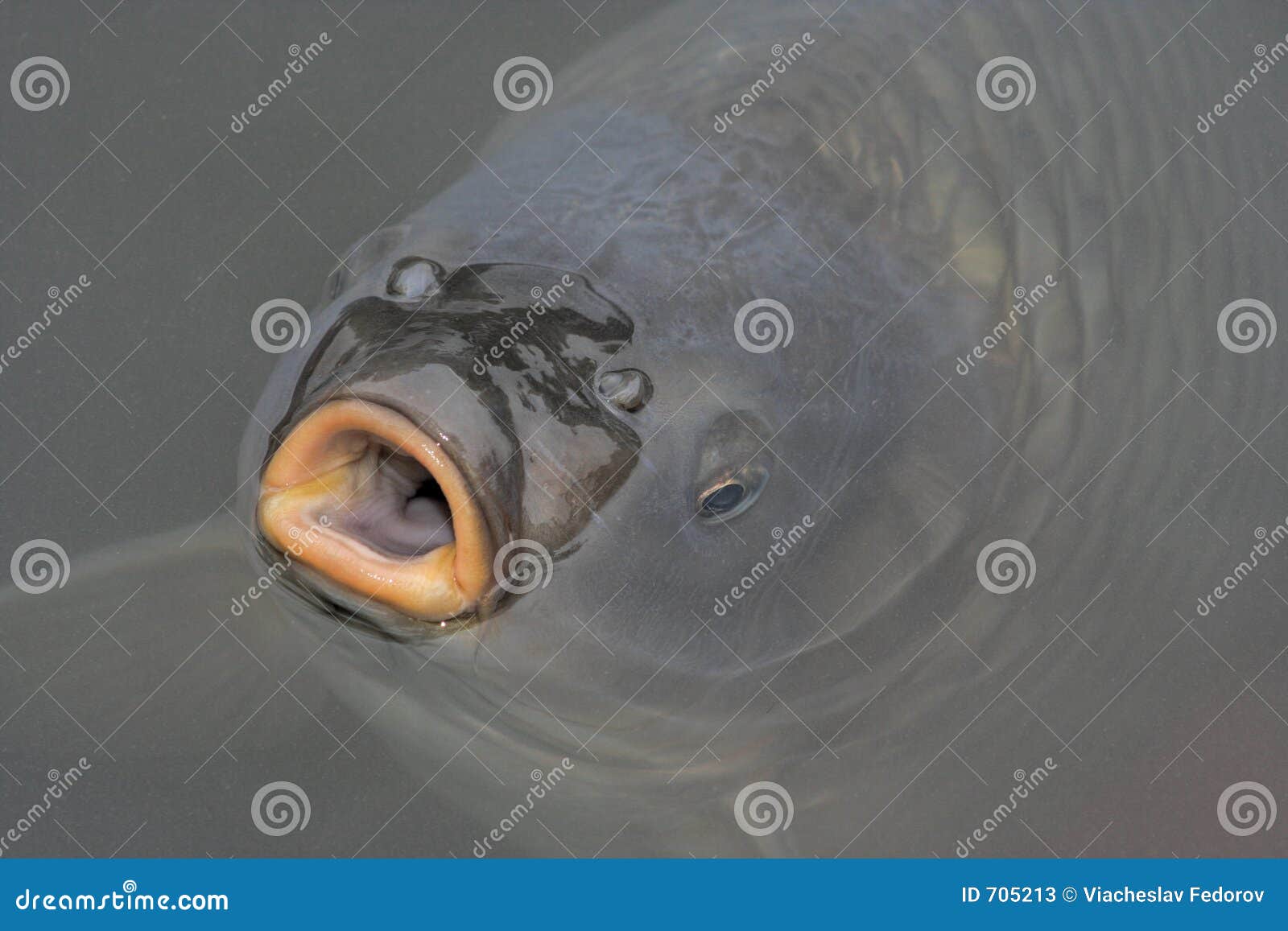 Beggar Fish stock image. Image of greed, swim, beggar, pisces - 705213