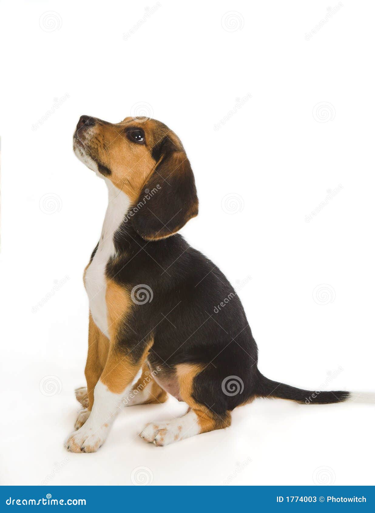 Begging stock image. Image of profile, canine, friend - 1774003