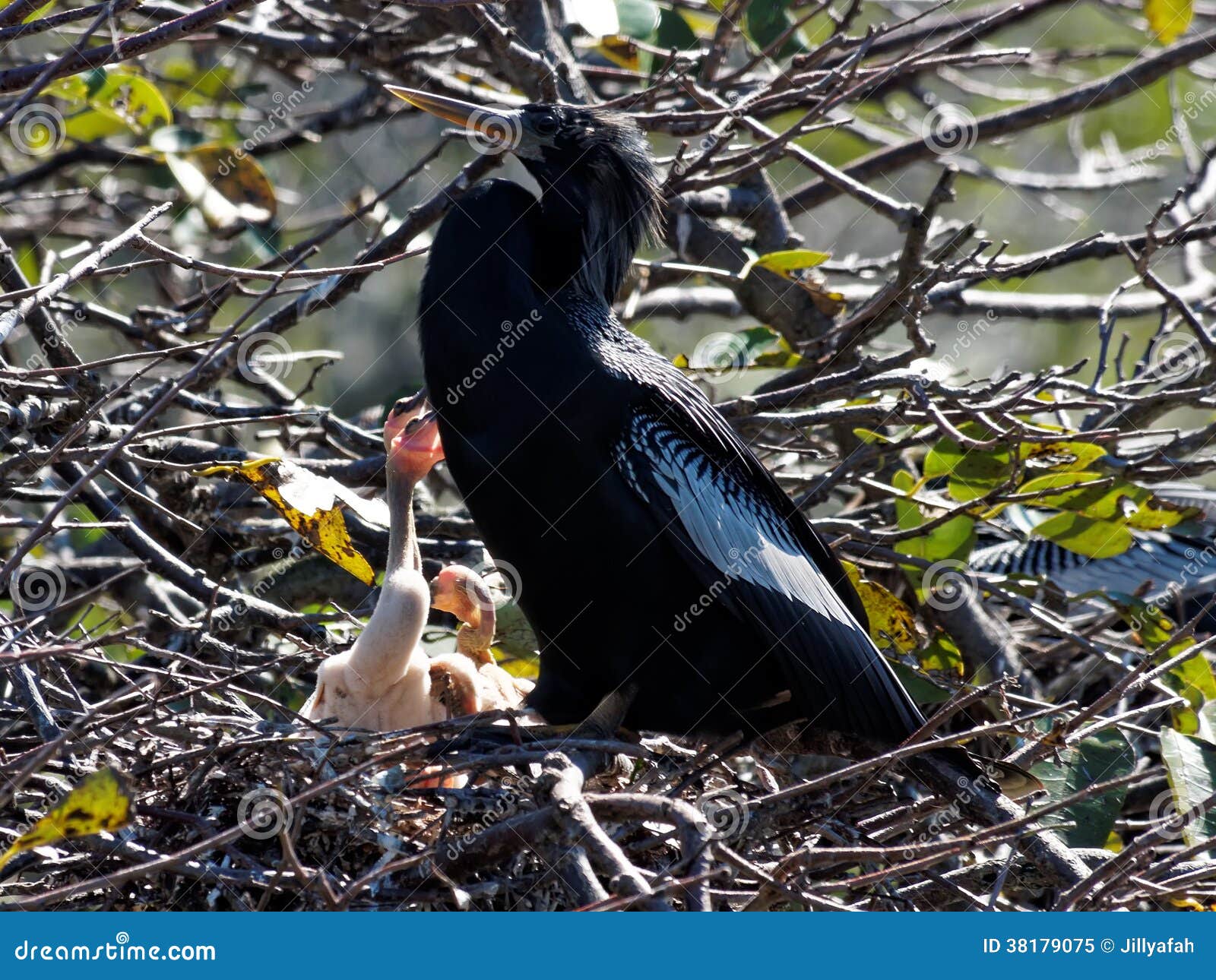 Begging Baby Birds stock image. Image of black, nest - 38179075