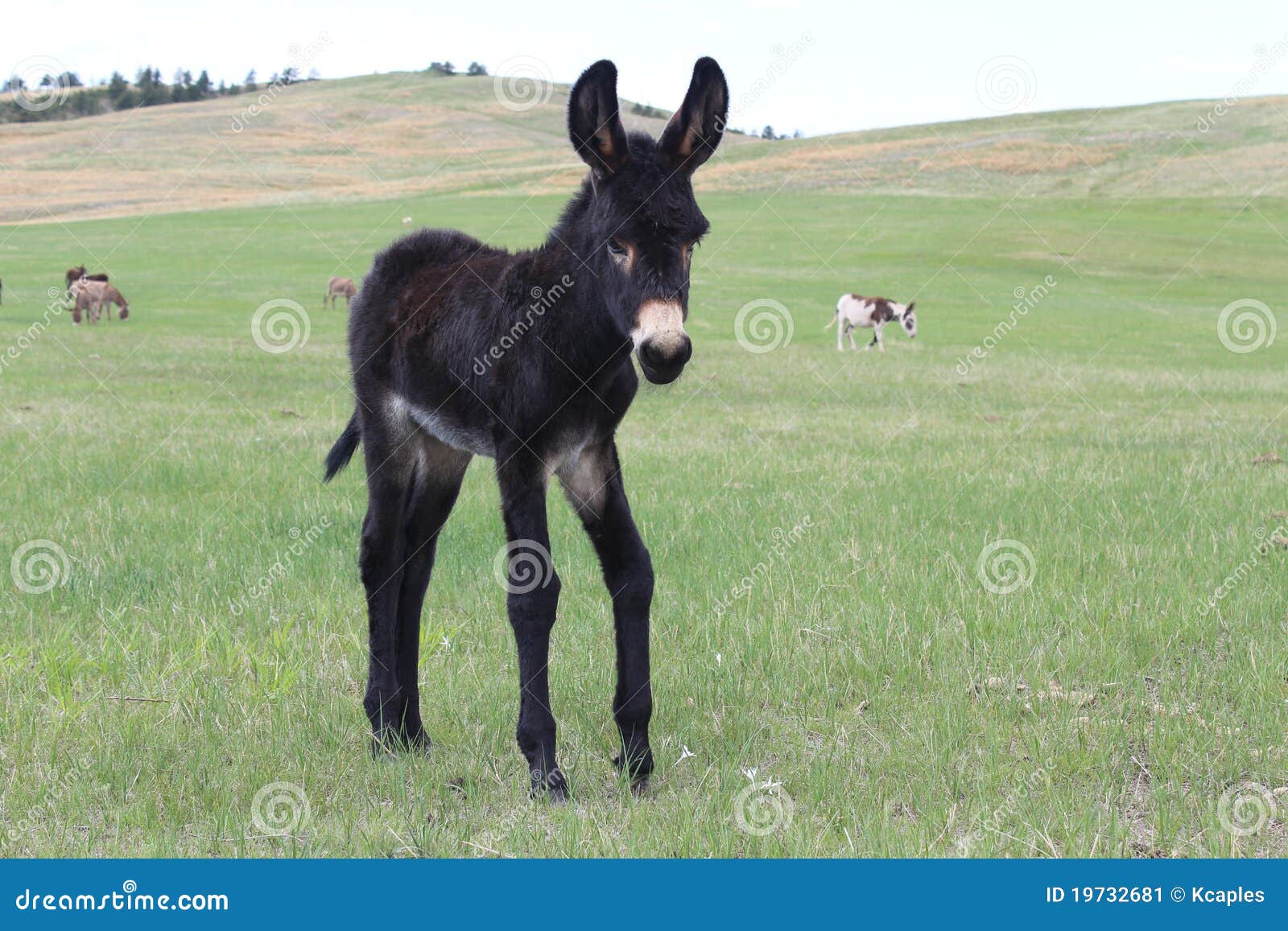 Begging Burro - Custer State Park Stock Image | CartoonDealer.com #20795497