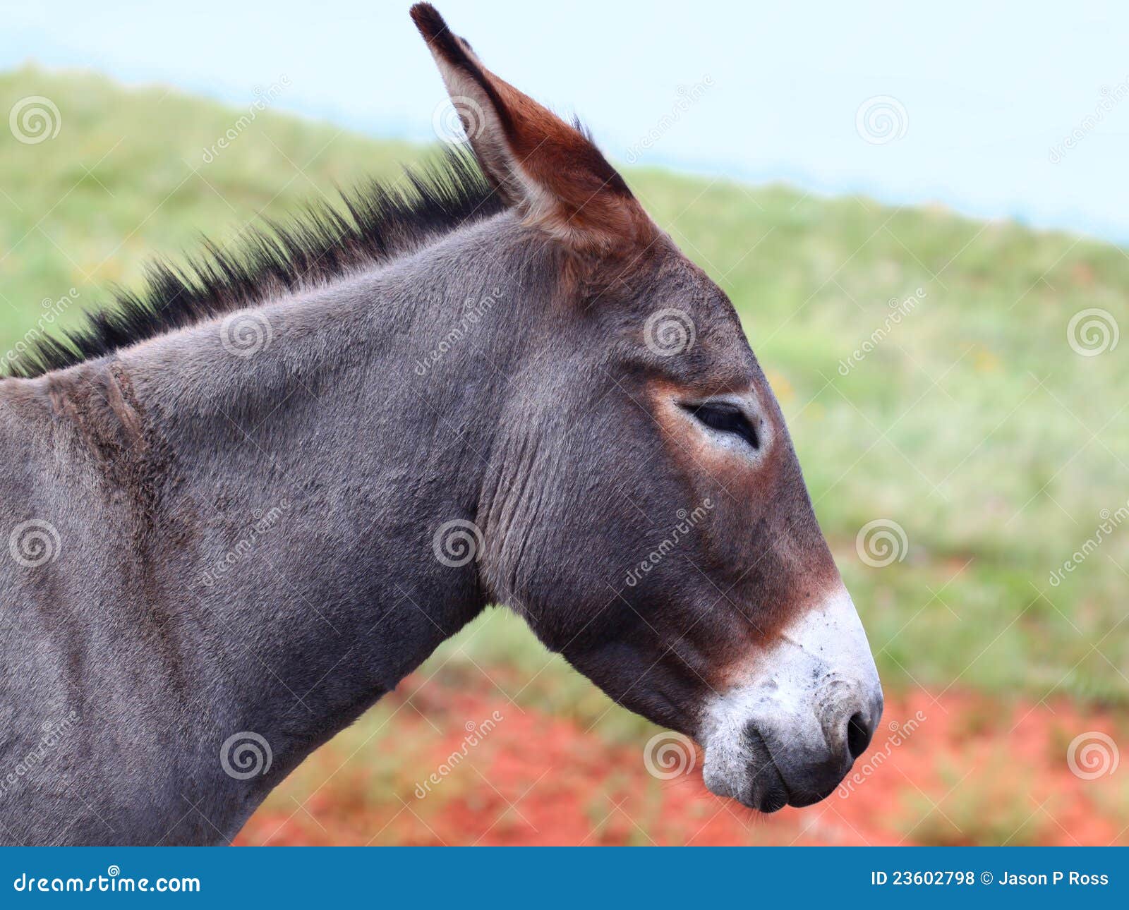 Begging Burro - Custer State Park Stock Image | CartoonDealer.com #20795497