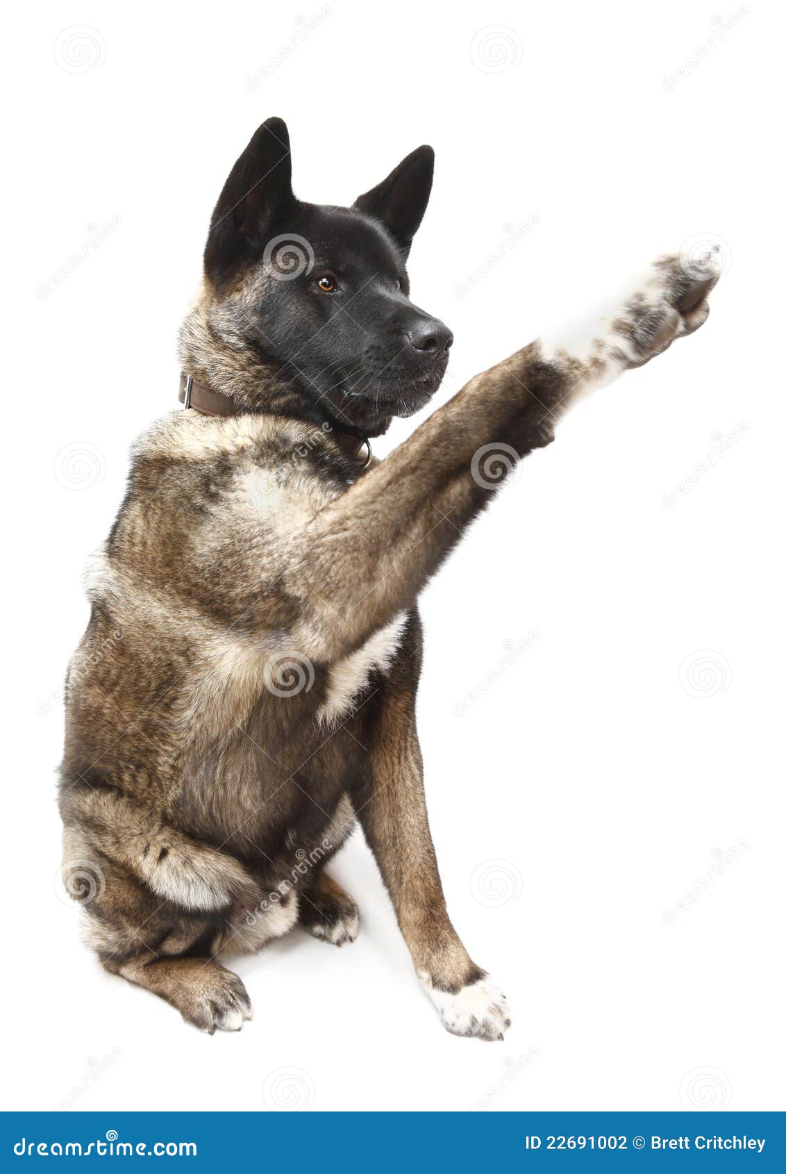 Begging Dog Stock Photos - Download 3,894 Royalty Free Photos