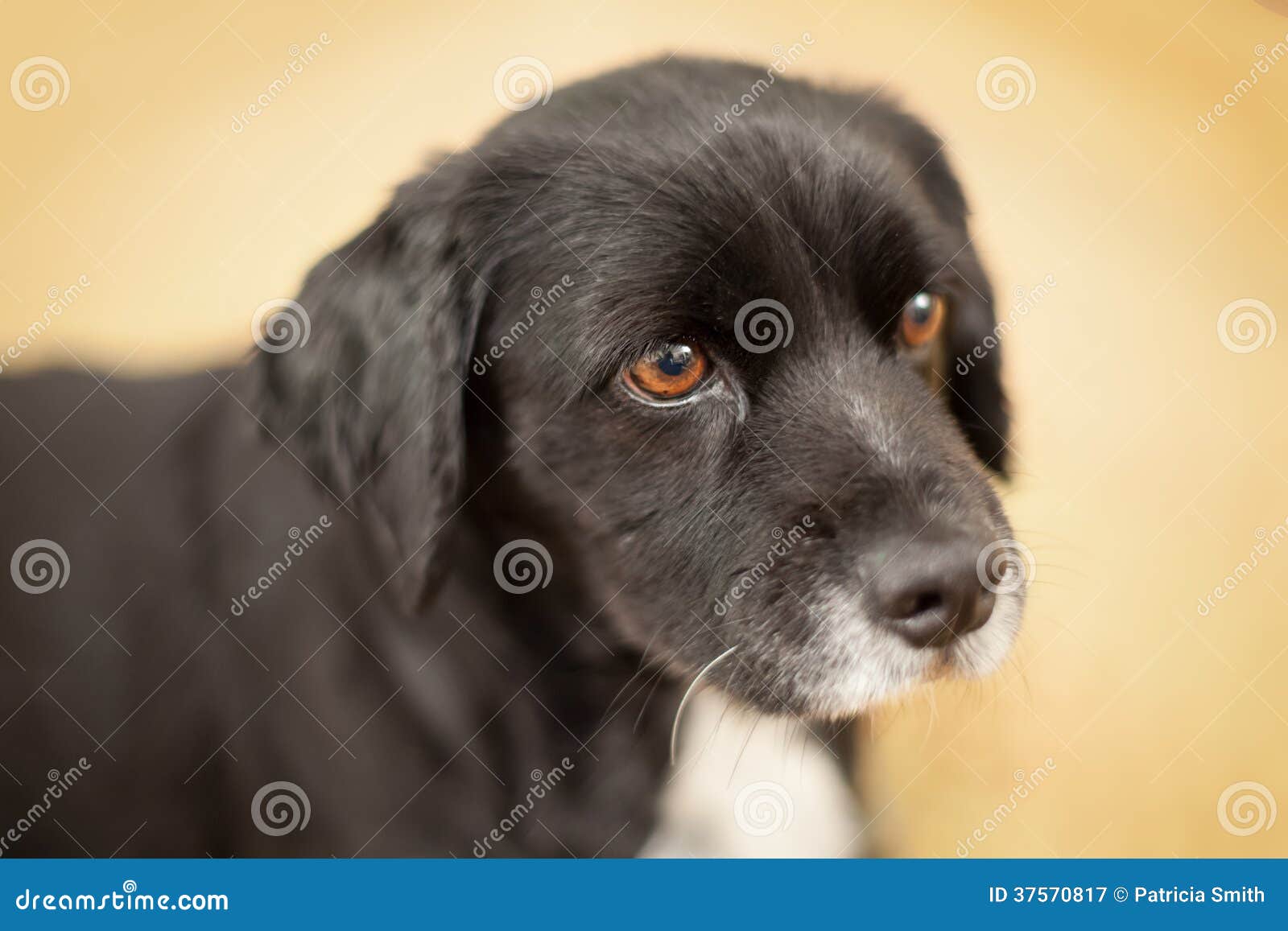 Begging Dog stock image. Image of profile, cocker, begging - 37570817