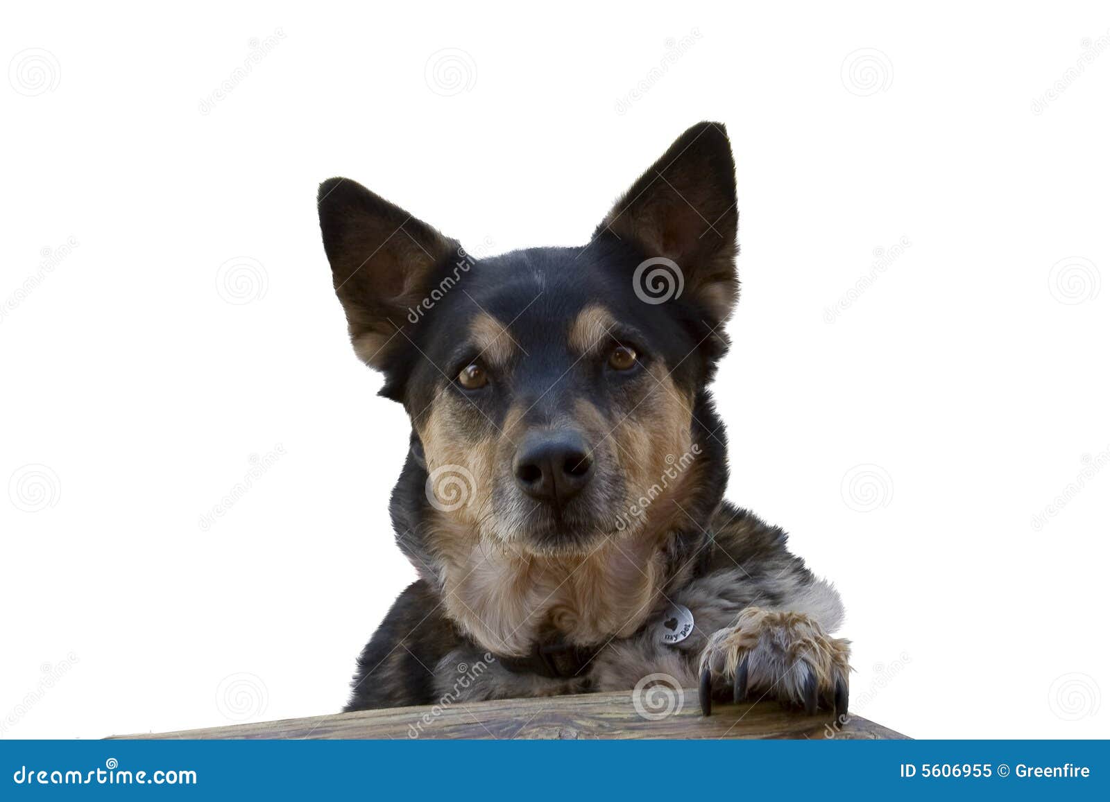Begging Dog stock image. Image of funny, herding, faithful - 5606955